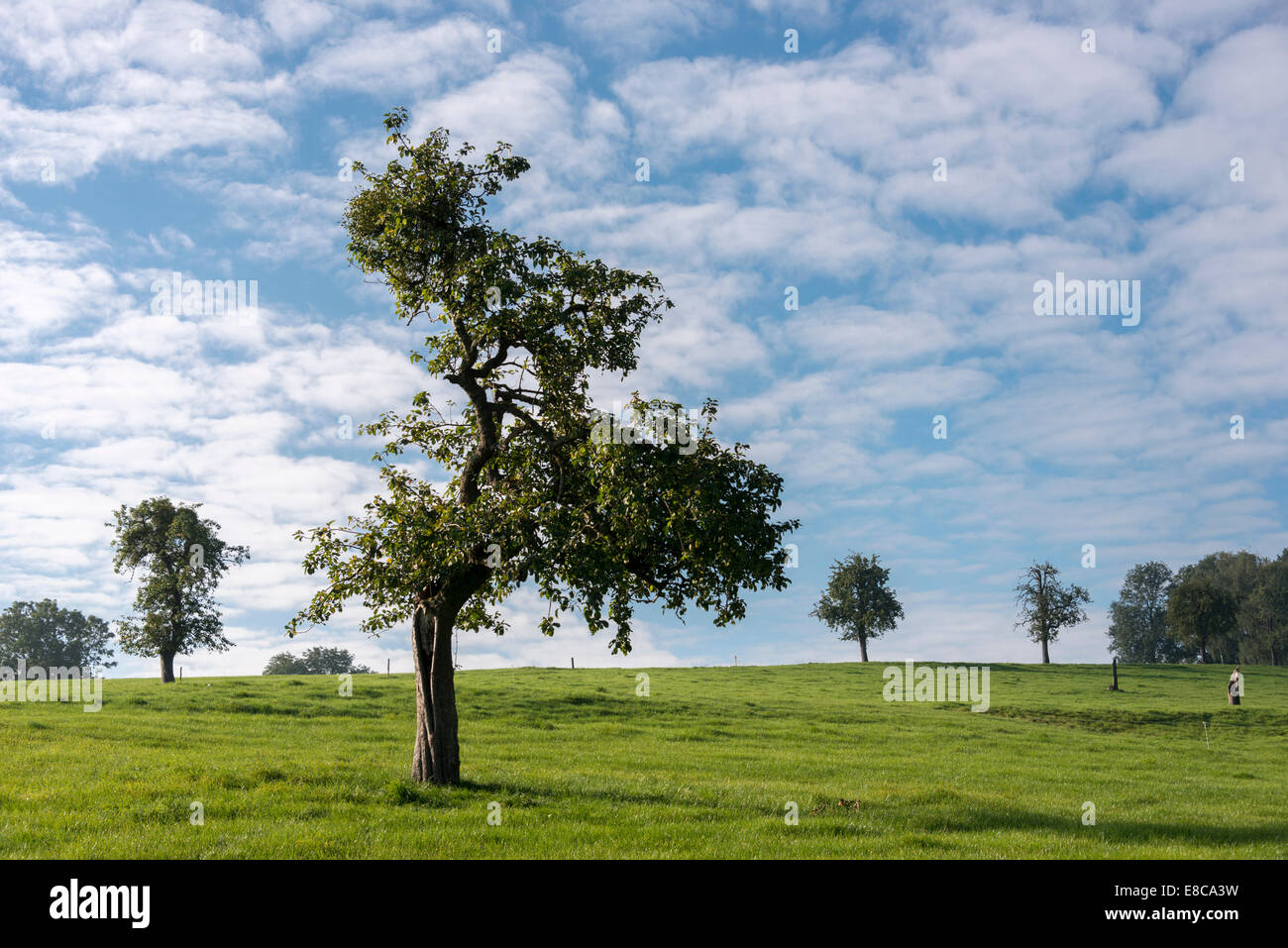 single tree with blue sky and white clouds in belgium nature Stock ...