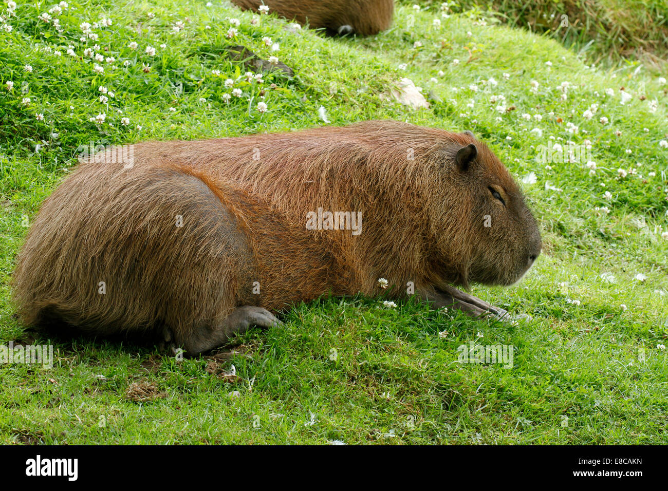 South American Cabybara are the largest of the rodent species, they ...
