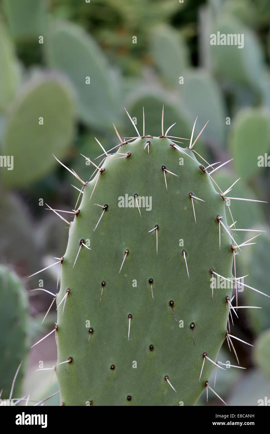 Cactus Spike Cacti Stock Photos & Cactus Spike Cacti Stock Images - Alamy