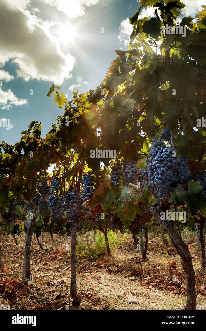 Grapes farming sun hi-res stock photography and images - Alamy