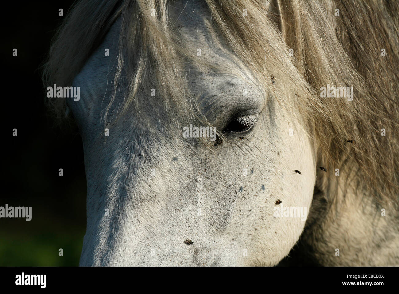 Gray horse half a head study with long mane & forelock Stock Photo - Alamy