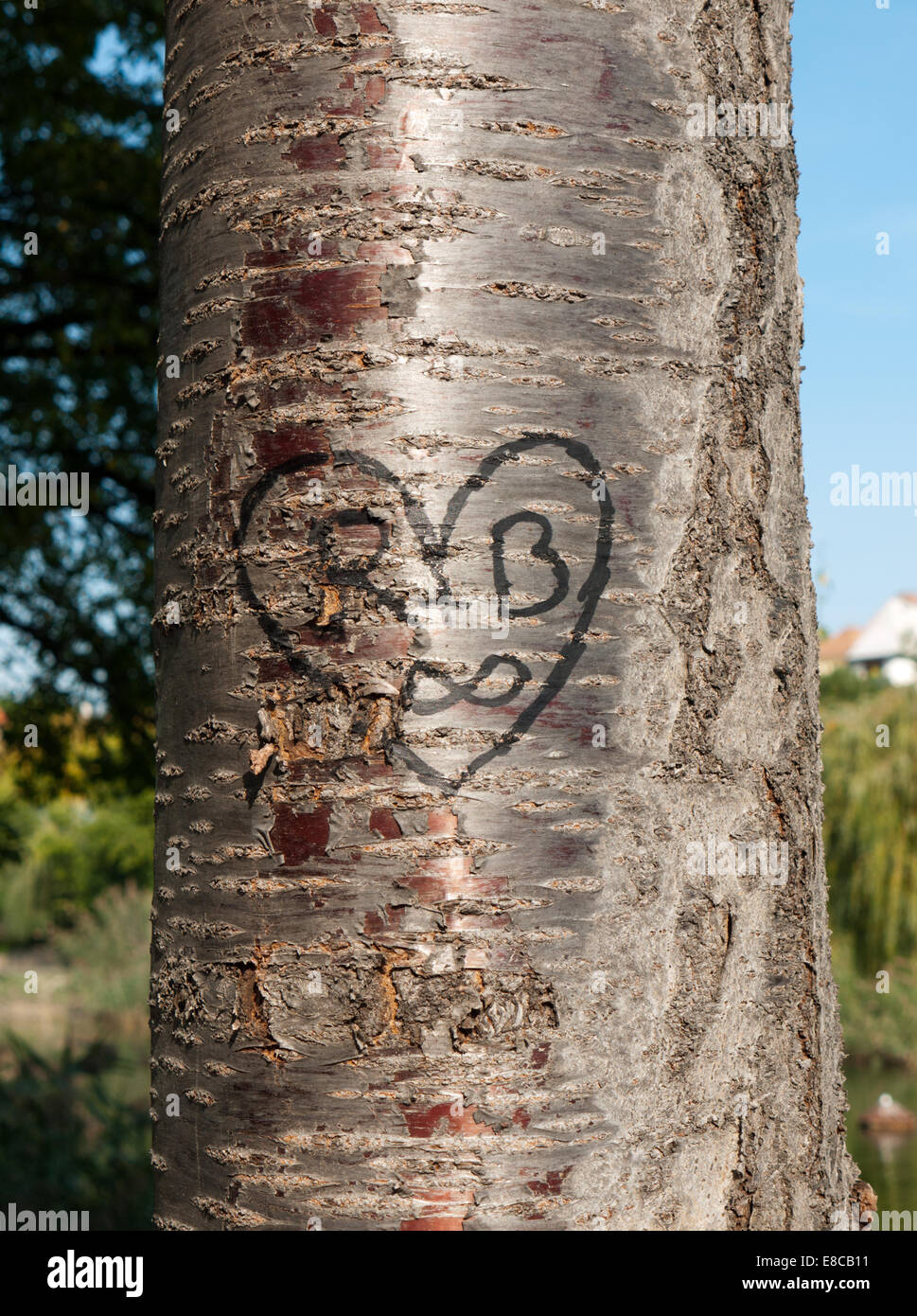 Heart carved into a tree Stock Photo - Alamy