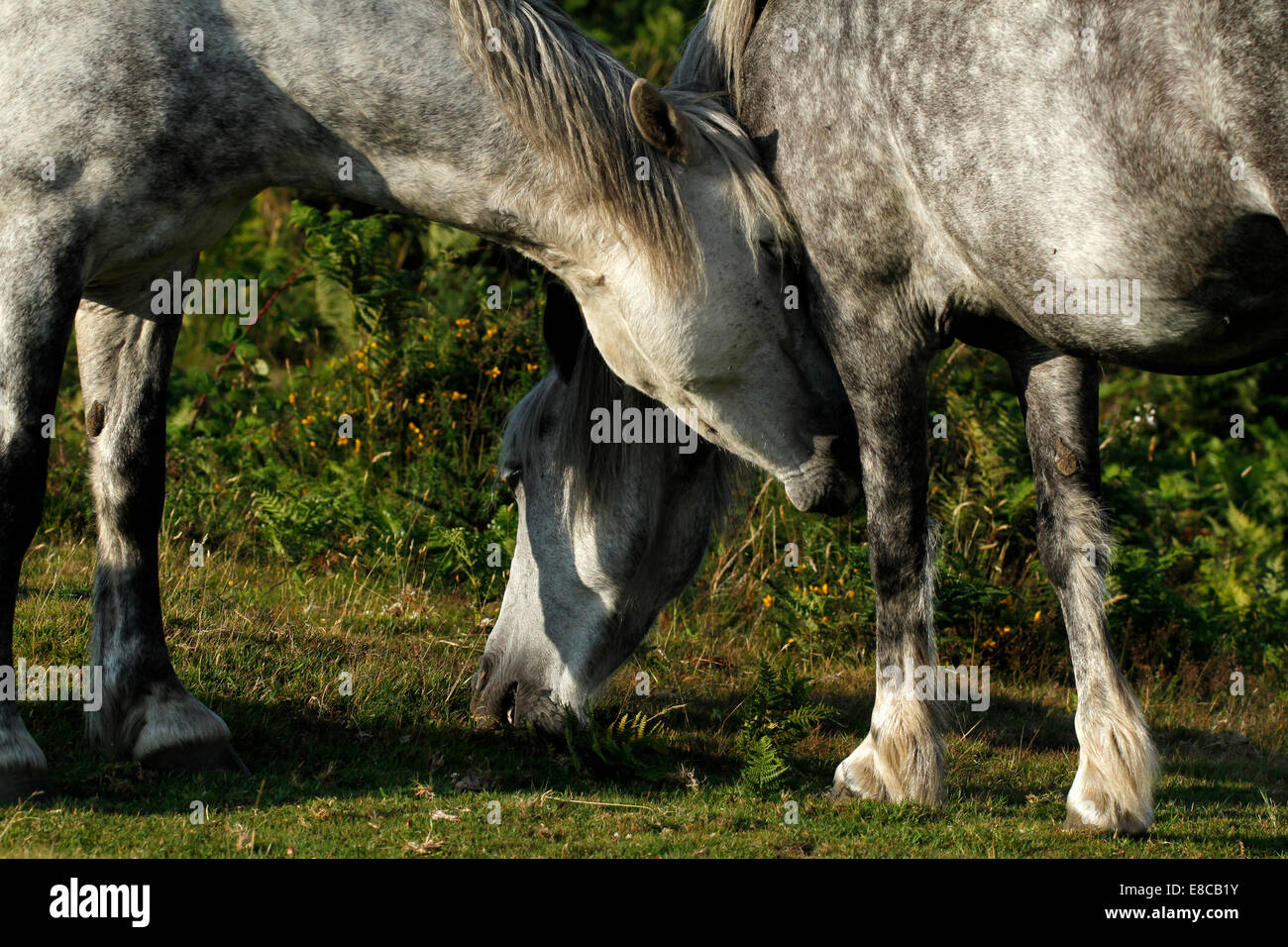 Wild ponies on Dartmoor up close & personal Stock Photo - Alamy