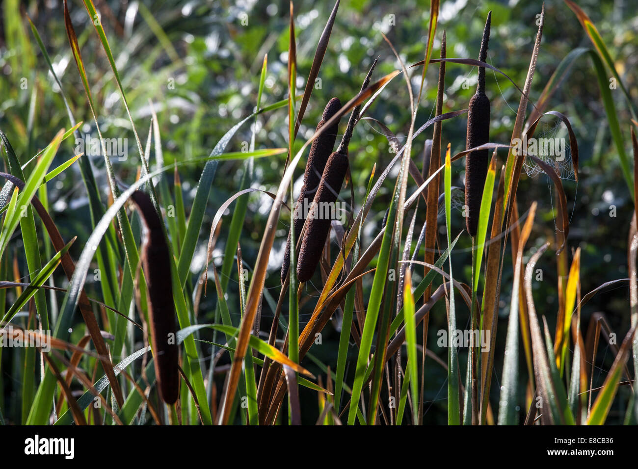 Bulrush reed hi-res stock photography and images - Alamy
