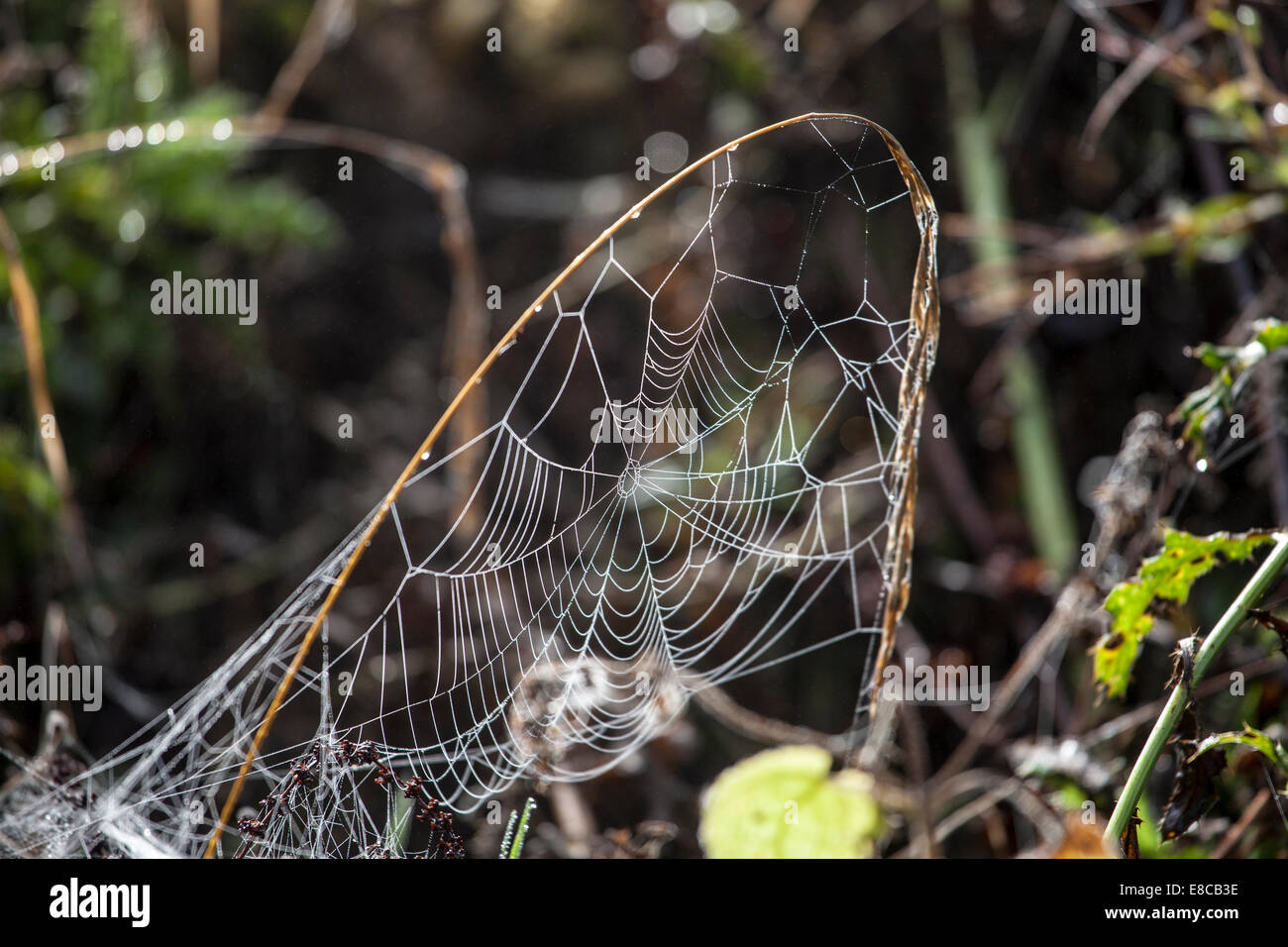 Gossamer cobweb hi-res stock photography and images - Alamy