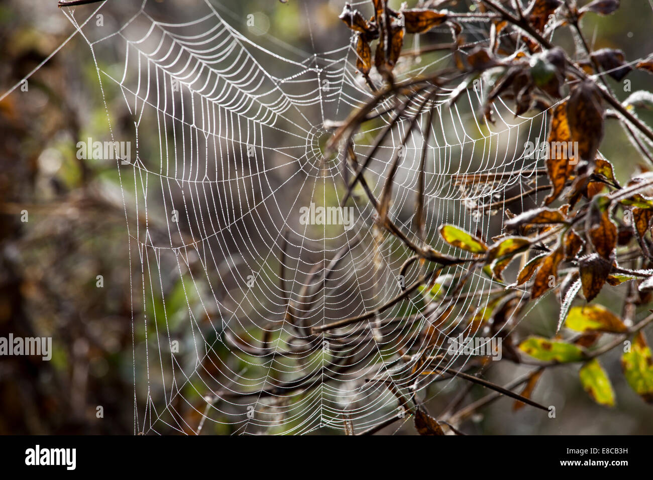 cobweb in the sun Stock Photo - Alamy
