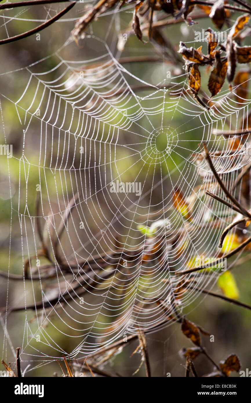cobweb in the sun Stock Photo - Alamy