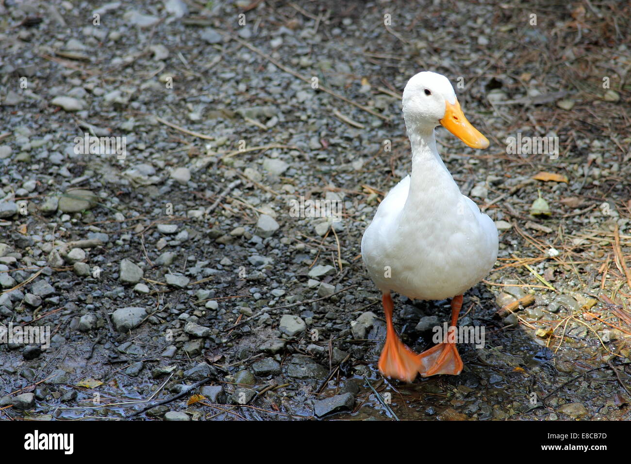 White Duck Feet High Resolution Stock Photography and Images - Alamy