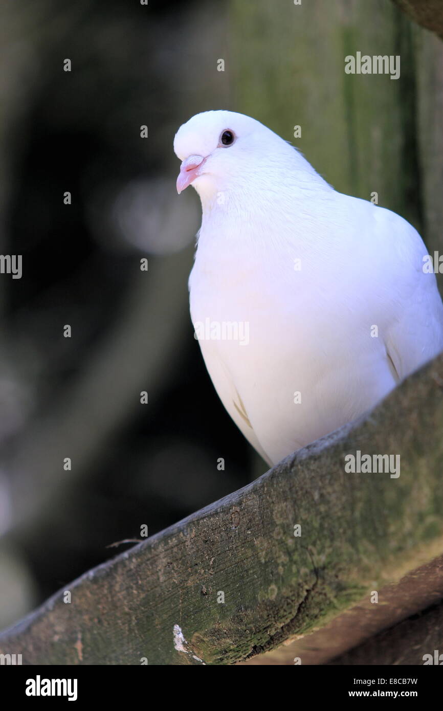 White Dove Bird Close Up High Resolution Stock Photography and Images ...
