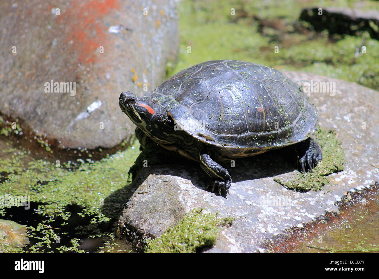 Red Eared Slider Turtle Stock Photo - Alamy