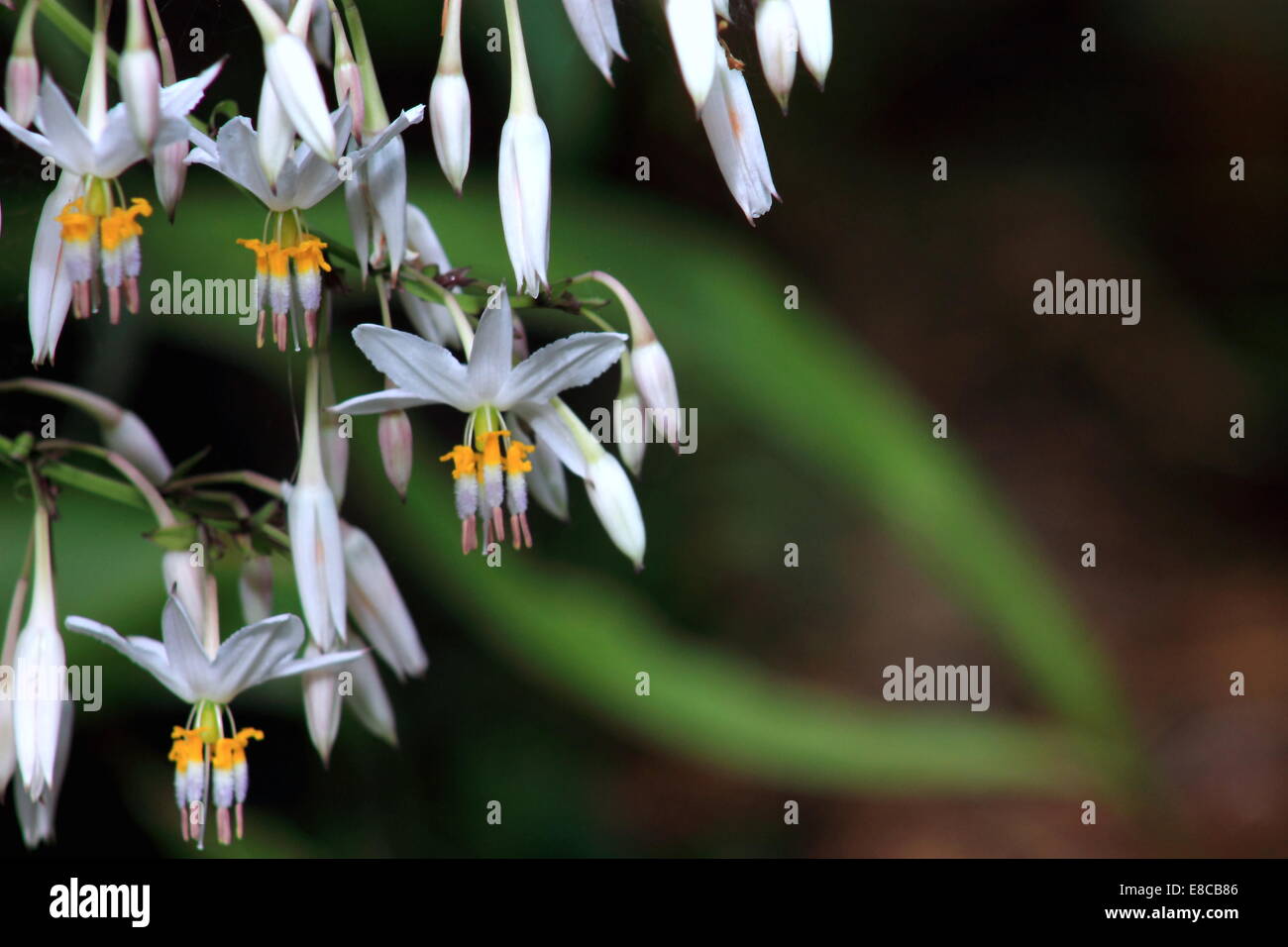 Rock lily hi-res stock photography and images - Alamy