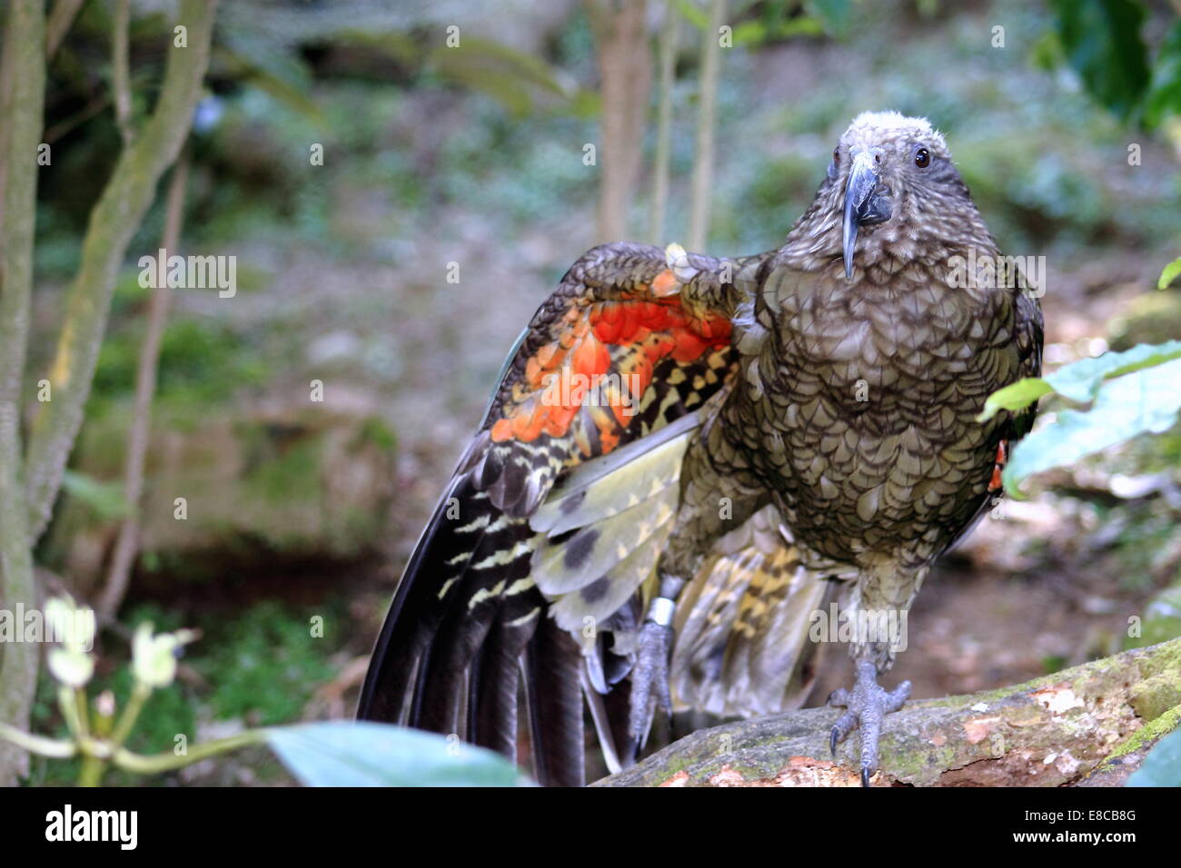 Kea New Zealand High Resolution Stock Photography and Images - Alamy