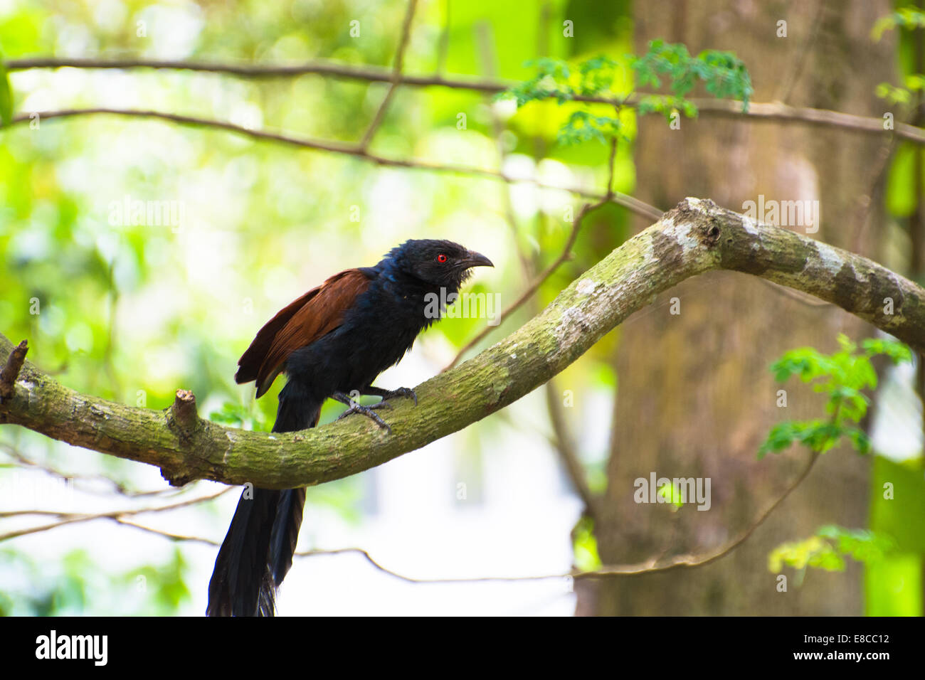 Kerala Bird High Resolution Stock Photography and Images - Alamy