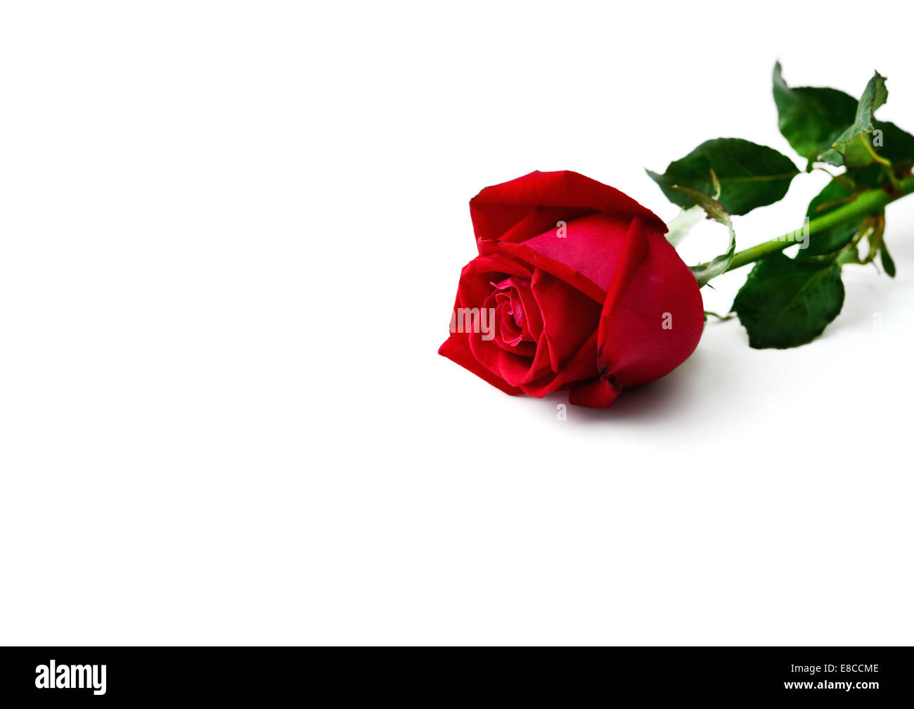 Closeup rose petals Cut Out Stock Images & Pictures - Alamy
