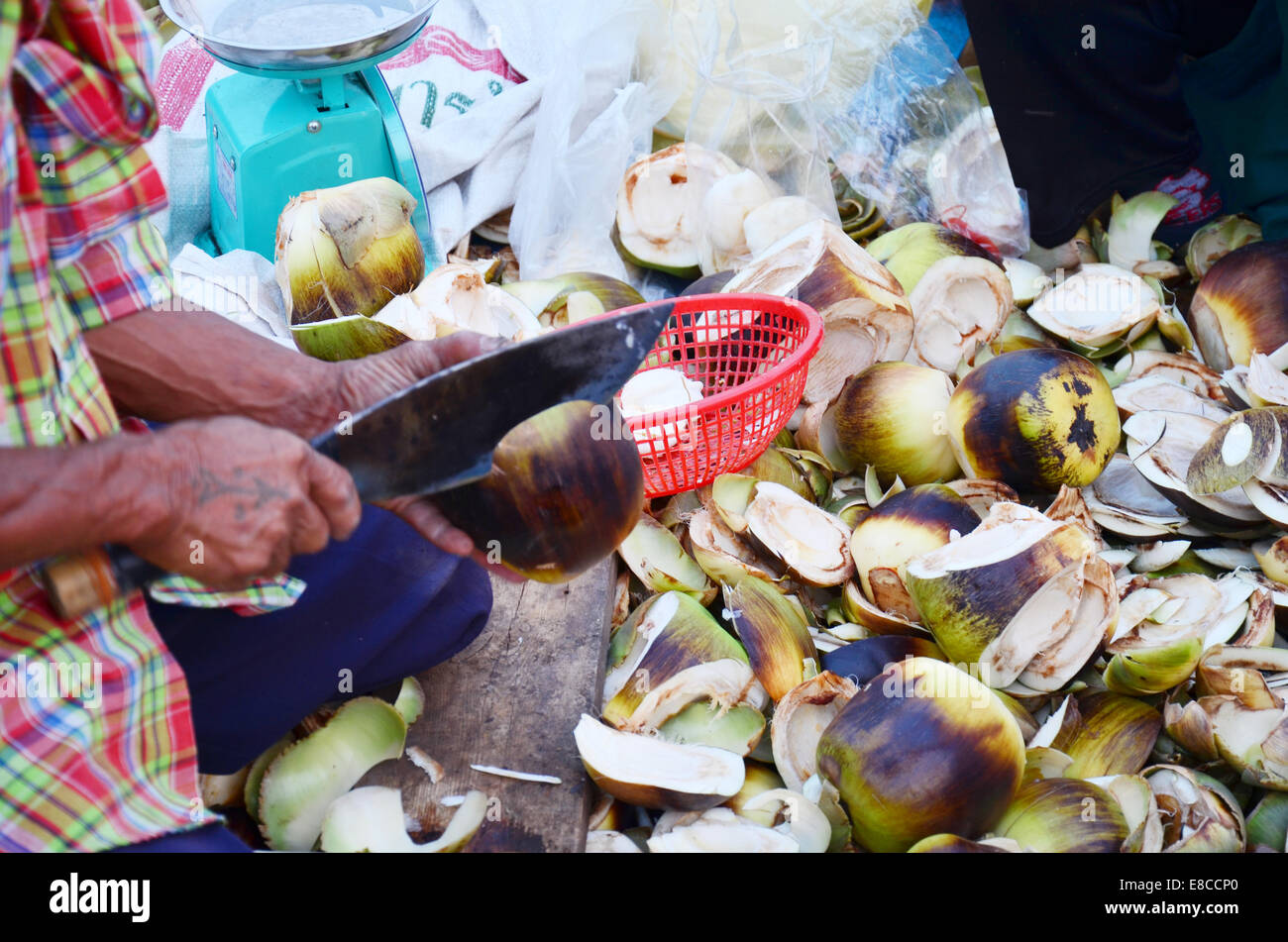 Peeling Asian Palmyra palm, Toddy palm, Sugar palm Stock Photo - Alamy