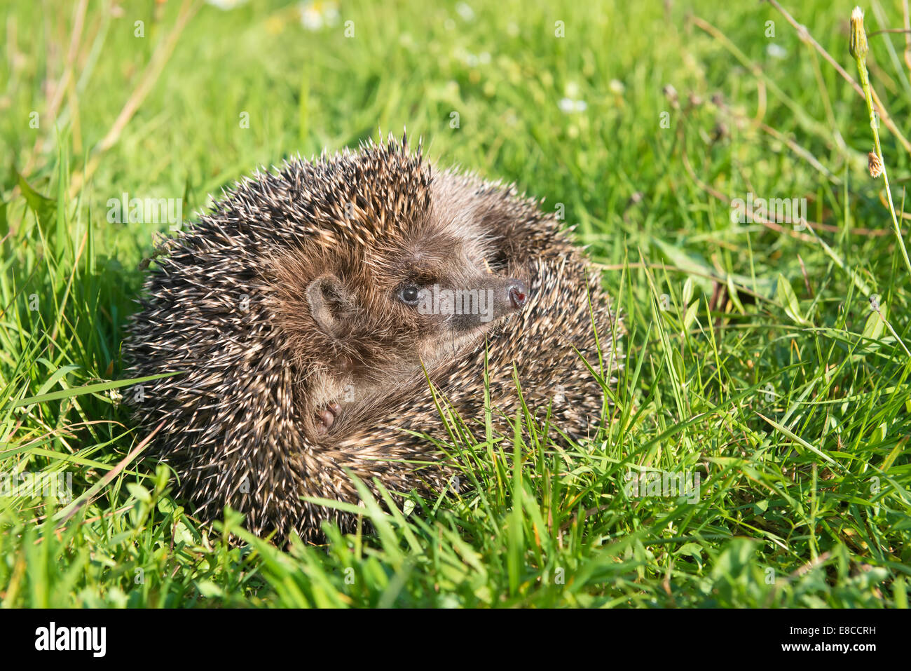 Hedgehog on back curled in the grass Stock Photo - Alamy
