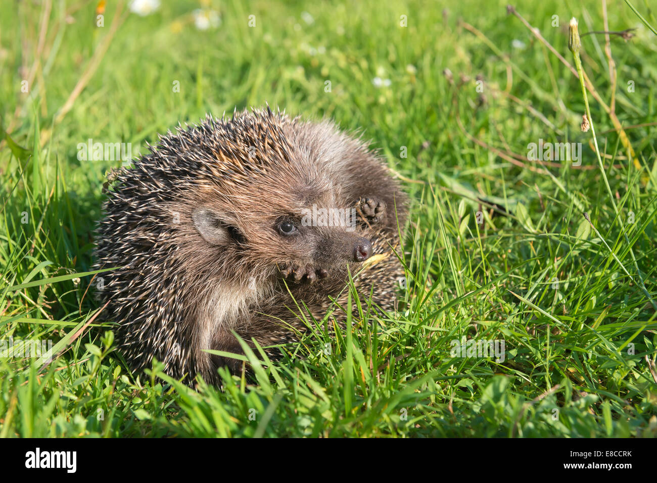 Hedgehog on back curled in the grass Stock Photo - Alamy