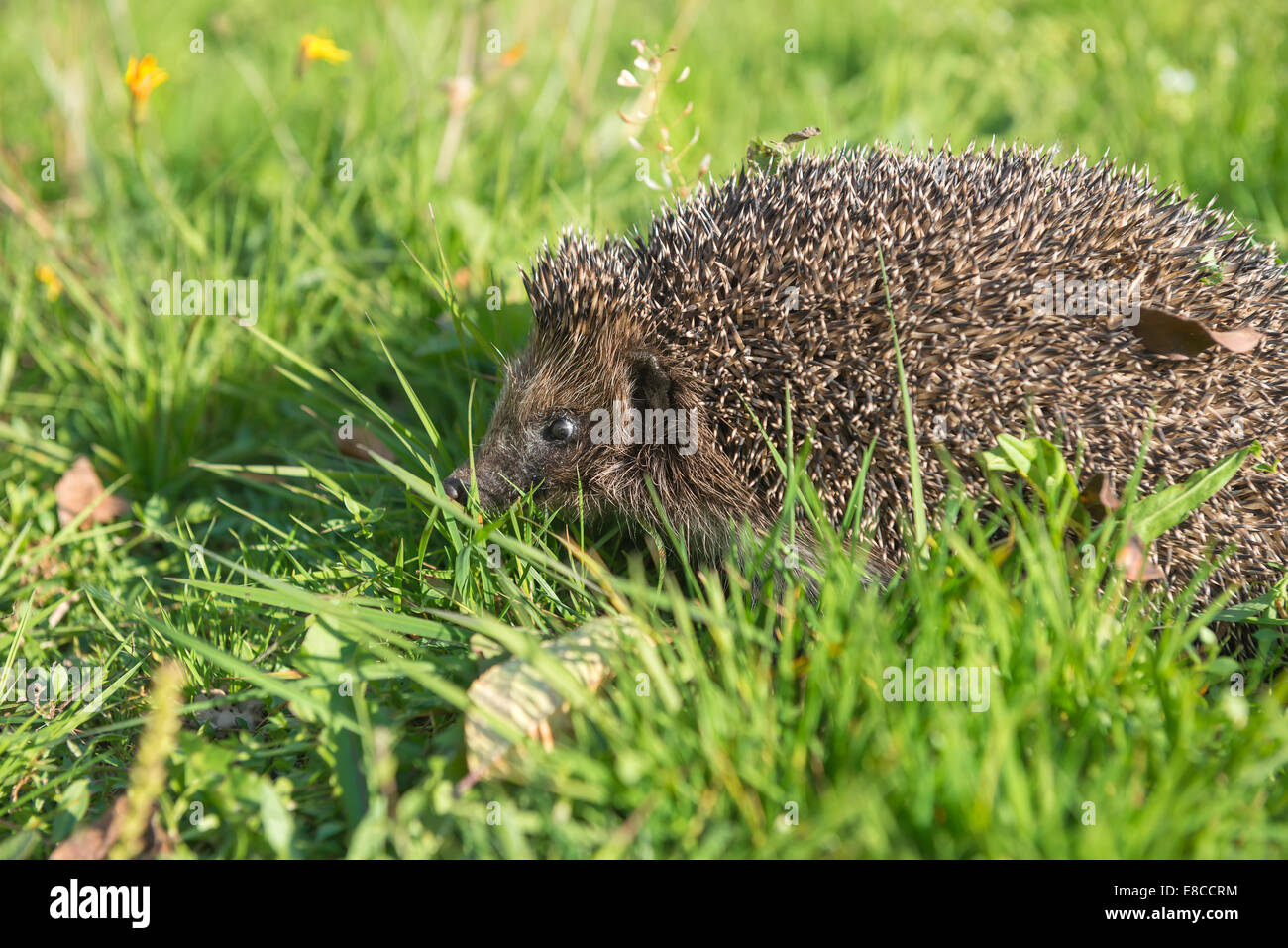 Young hedgehog in natural habitat Stock Photo - Alamy