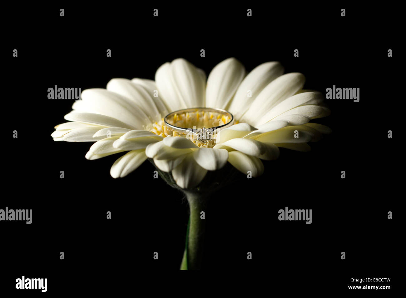 Wedding ring black white hi-res stock photography and images - Alamy