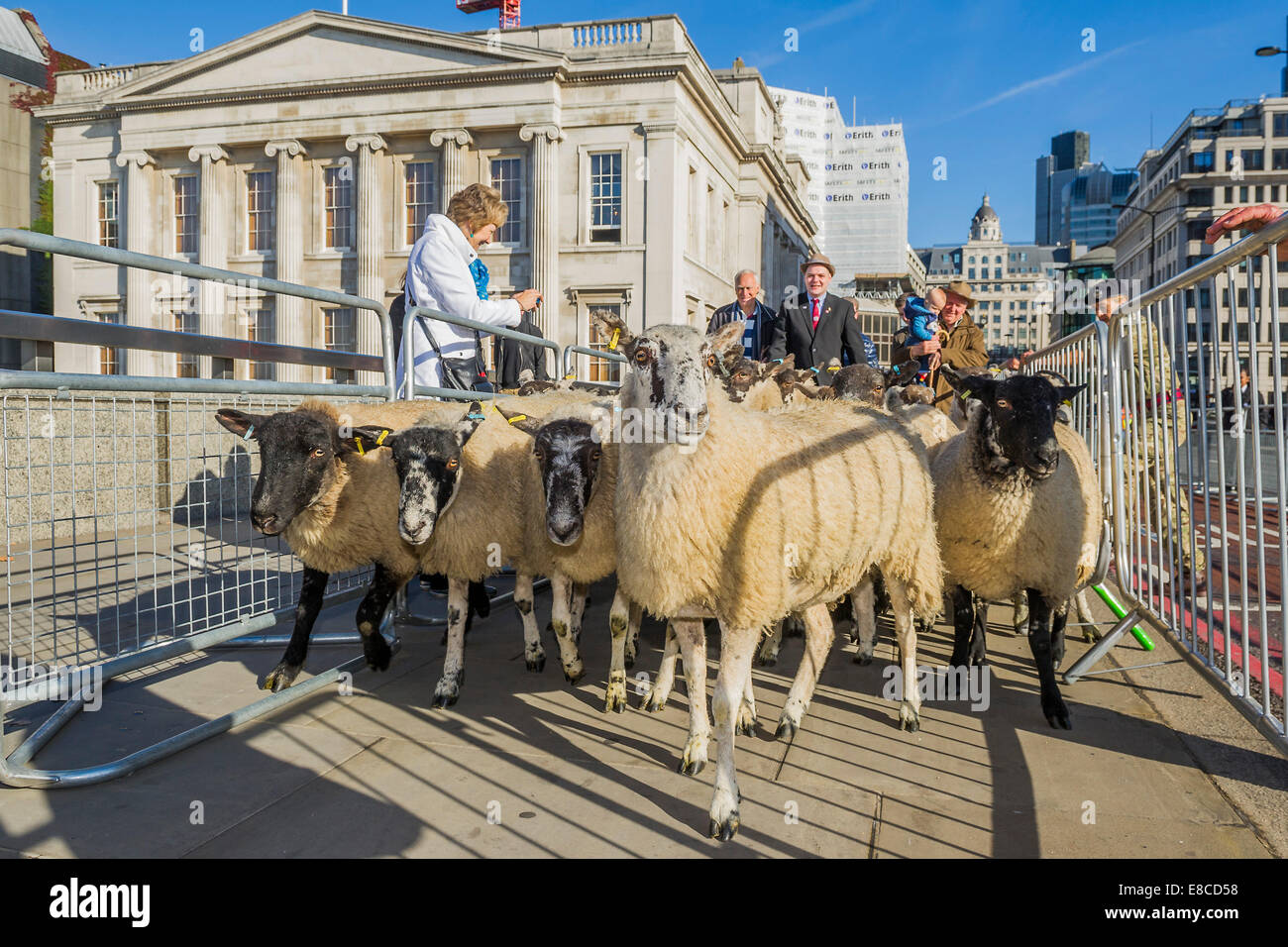 London Bridge Sheep High Resolution Stock Photography and Images - Alamy