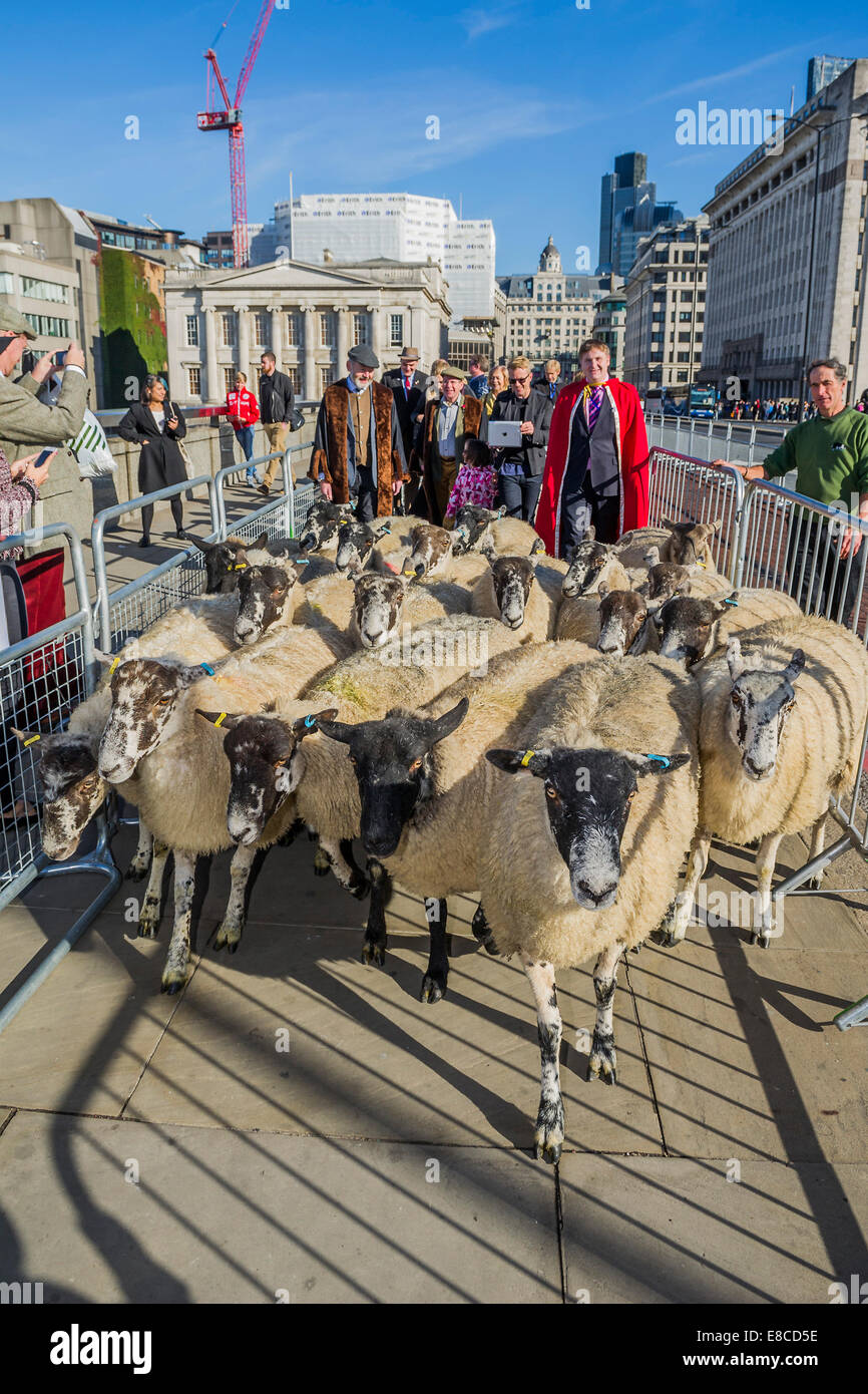 Sheep tradition london hi-res stock photography and images - Alamy