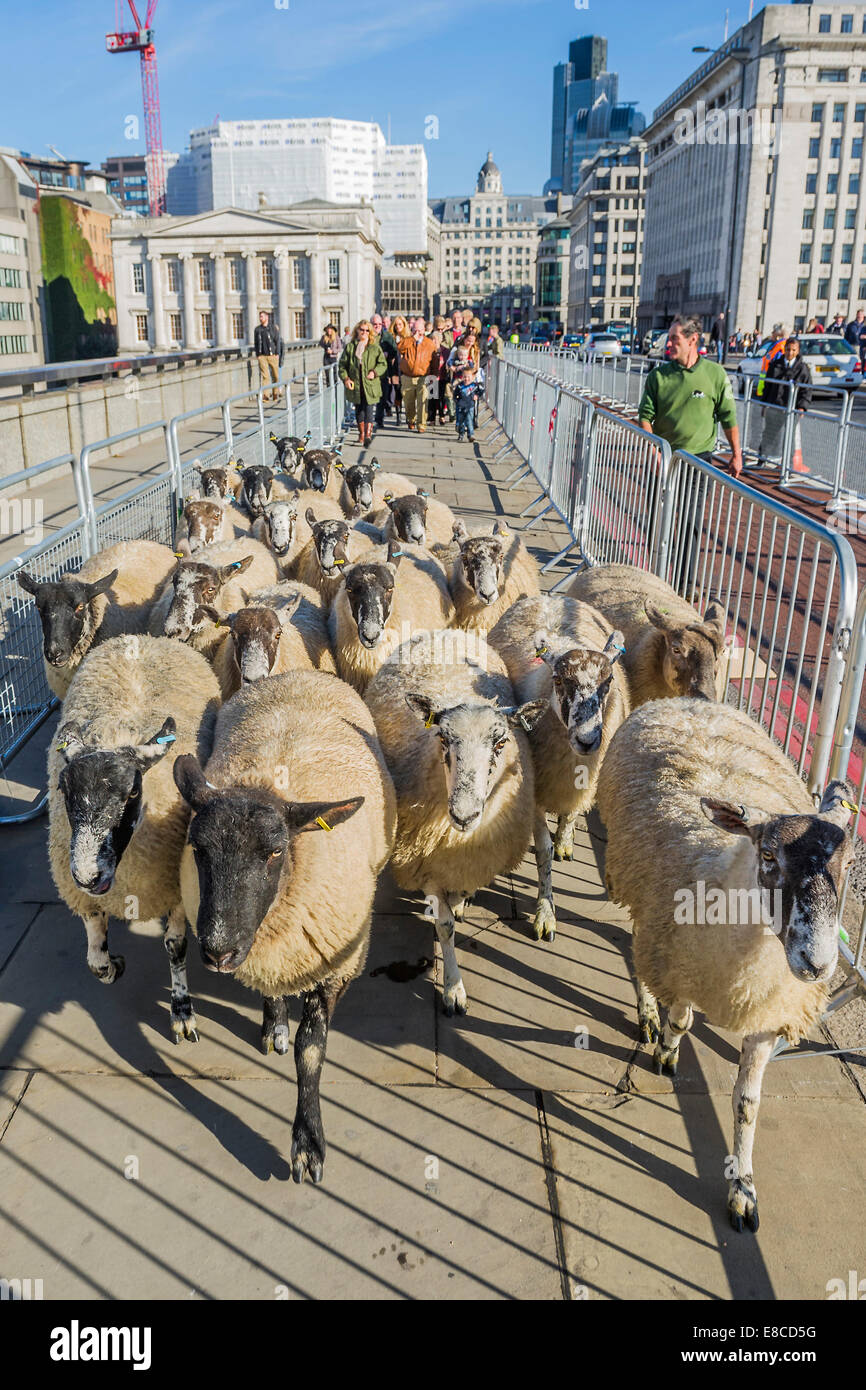 London bridge sheep hi-res stock photography and images - Alamy