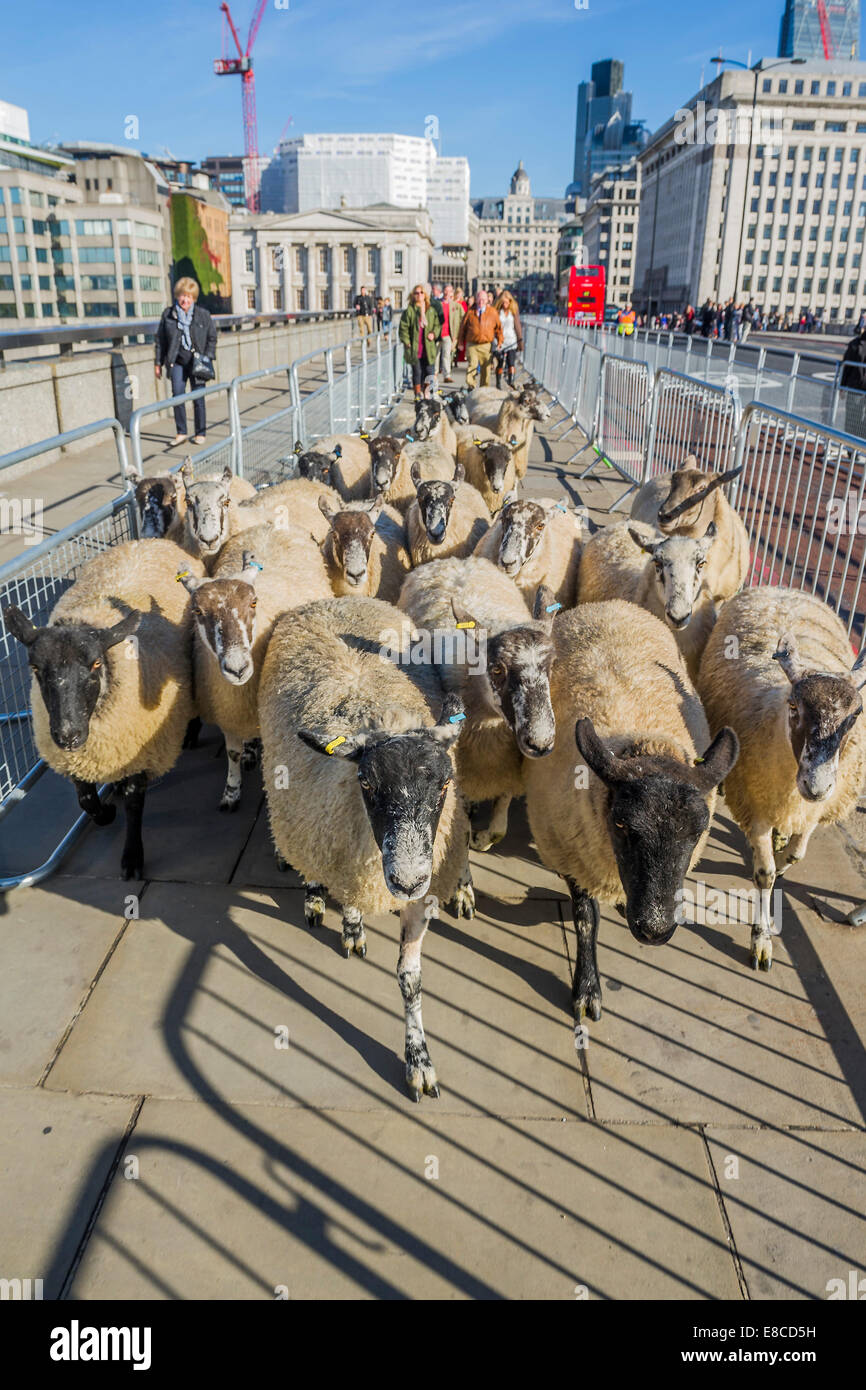 London bridge sheep hi-res stock photography and images - Alamy