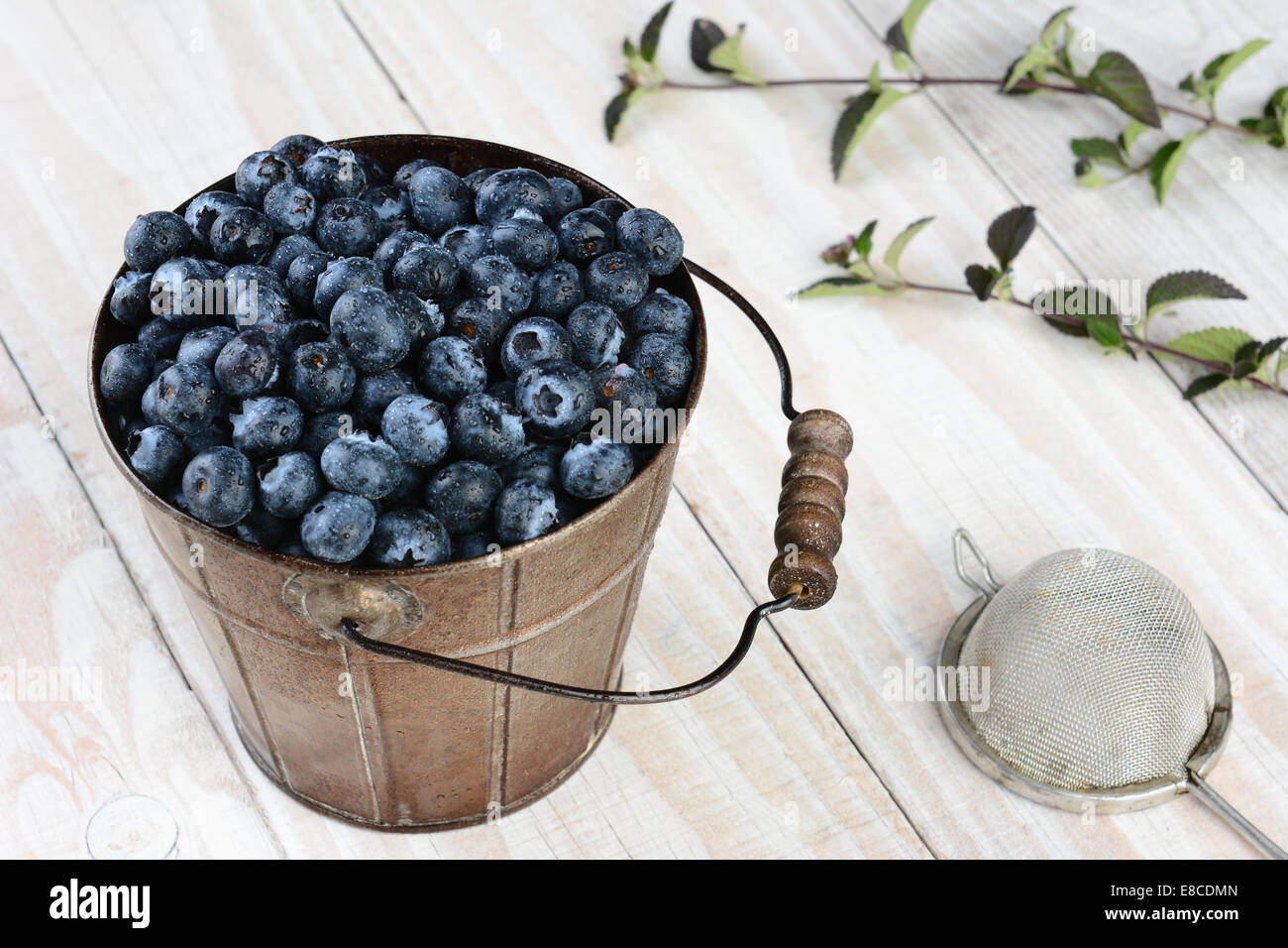 High angle shot of a metal bucket full of fresh picked blueberries on a ...