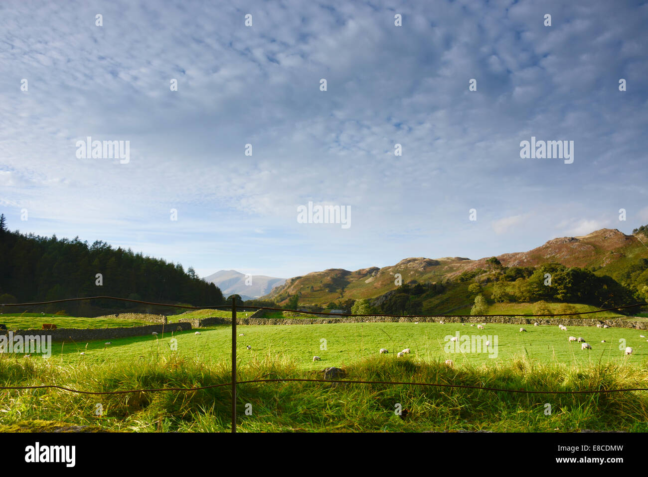Swaledale sheep in the Lake District with mountains in the background ...
