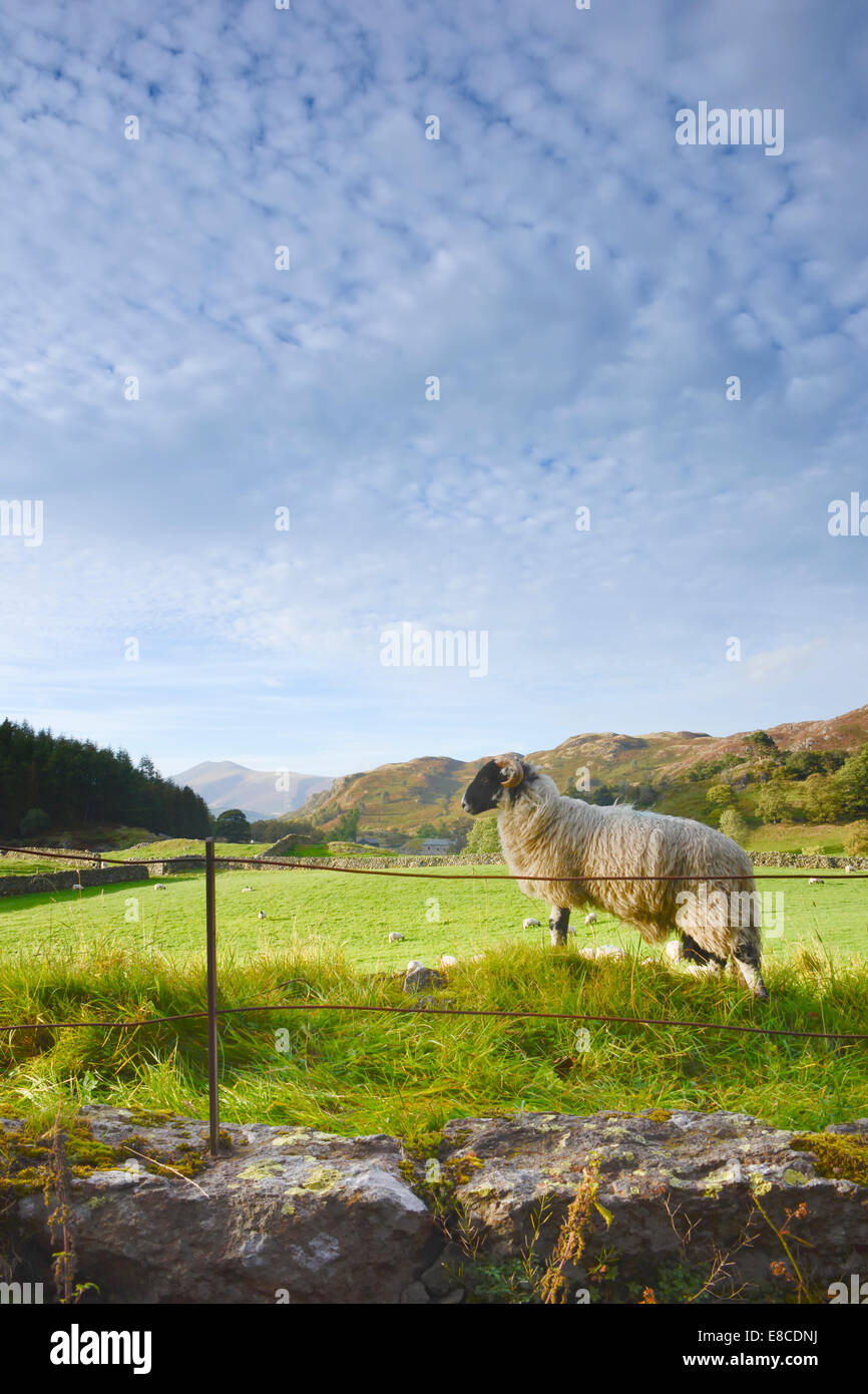 A closeup of a Swaledale sheep in the Lake District with mountains in ...
