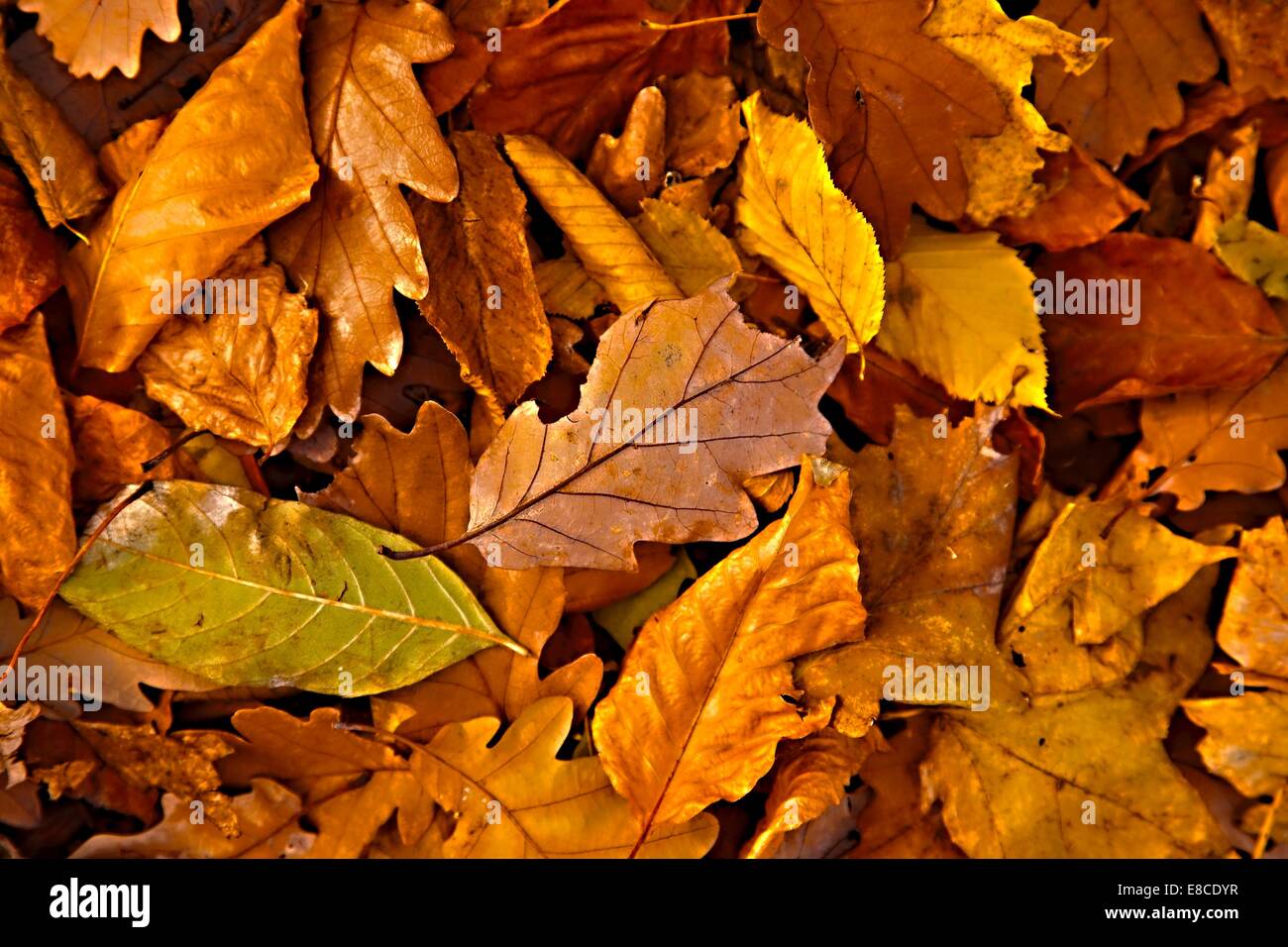 Heap of fallen leaves hi-res stock photography and images - Alamy
