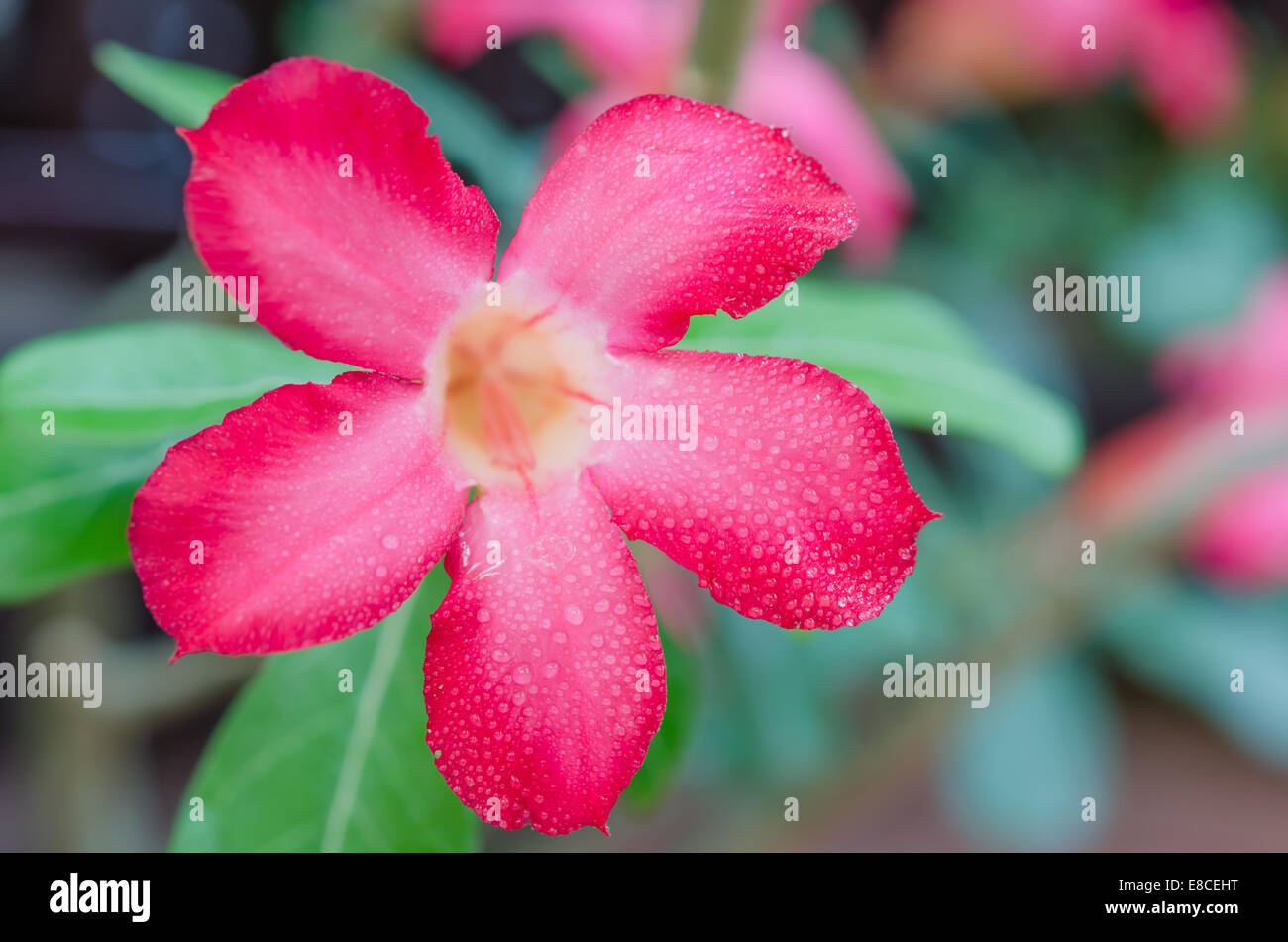 Impala lily hi-res stock photography and images - Alamy