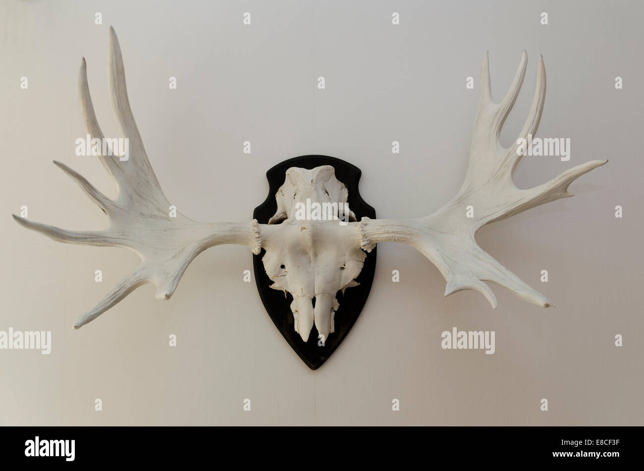 Big antler form Elk mounted on the wall and painted white Stock Photo ...