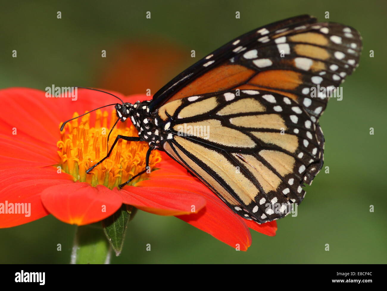 Danaus plexippus mariposa monarca hi-res stock photography and images ...