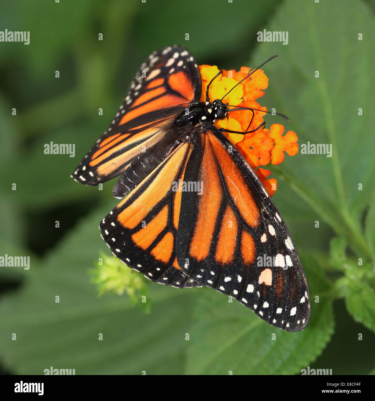 Female American Monarch butterfly (Danaus plexippus) foraging on a ...