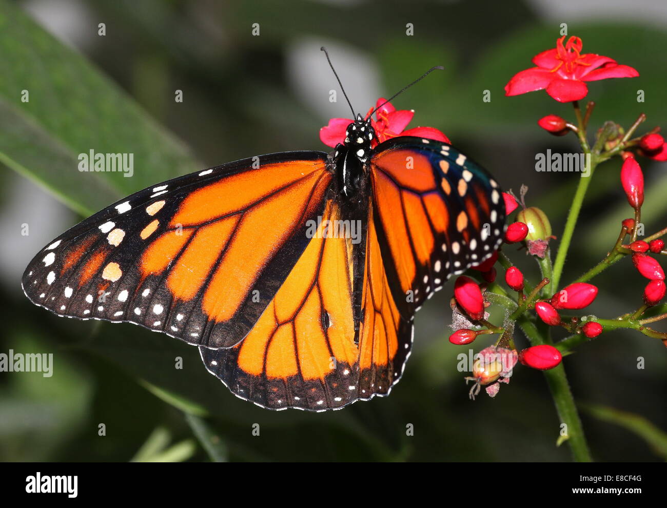 Danaus plexippus mariposa monarca hi-res stock photography and images ...