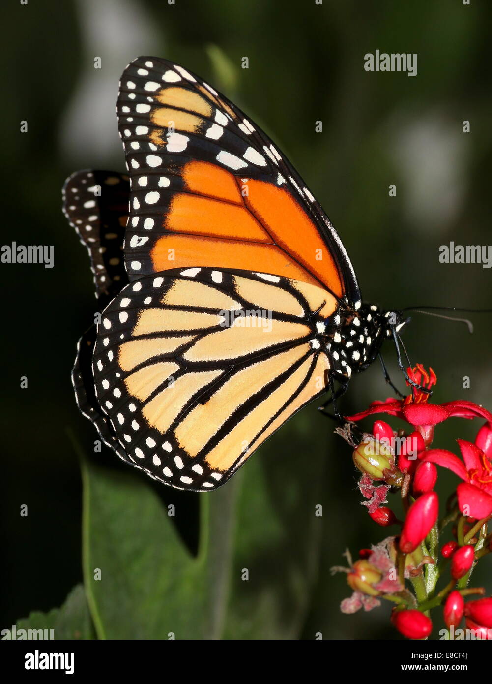 Mariposa monarca danaus plexippus hi-res stock photography and images ...