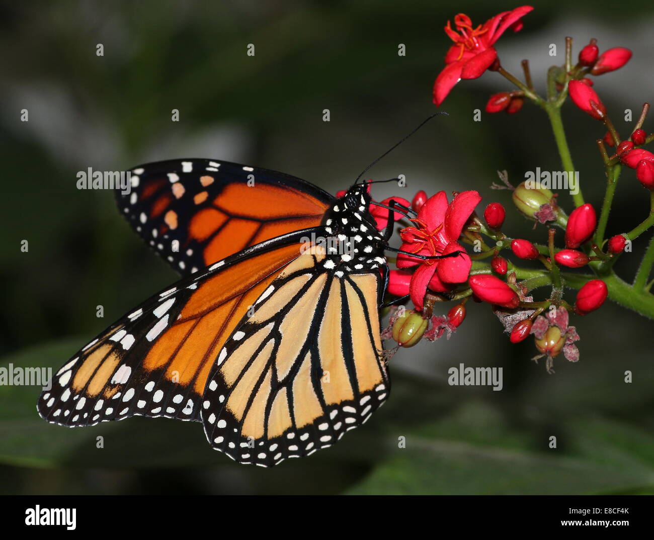 Monarch butterfly mariposa monarca danaus plexippus hi-res stock ...