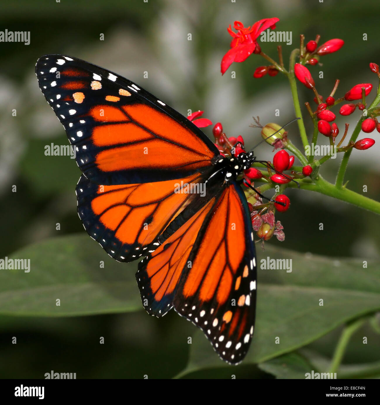 Female American Monarch butterfly (Danaus plexippus) foraging on a red ...