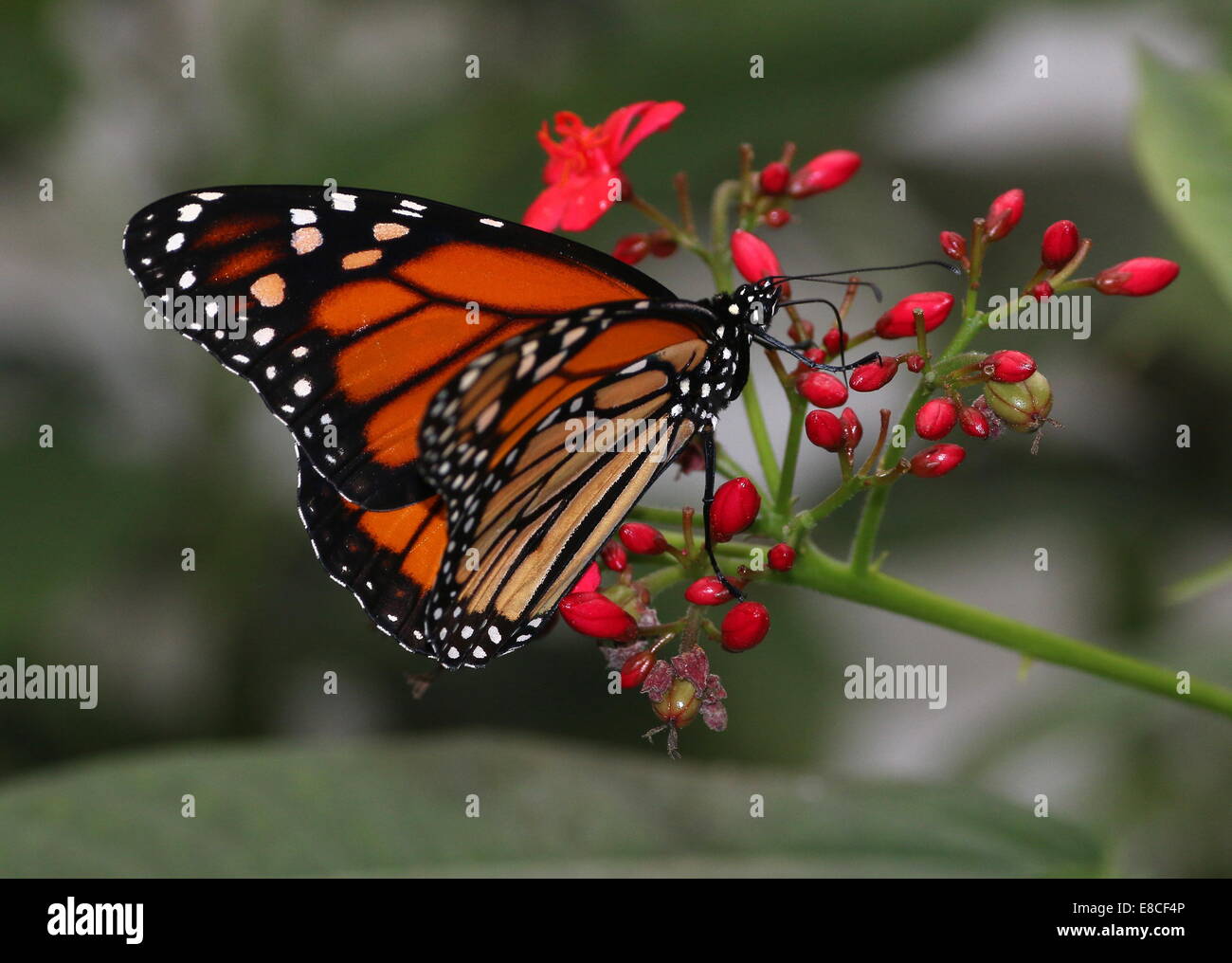 Monarch butterfly mariposa monarca danaus plexippus hi-res stock ...