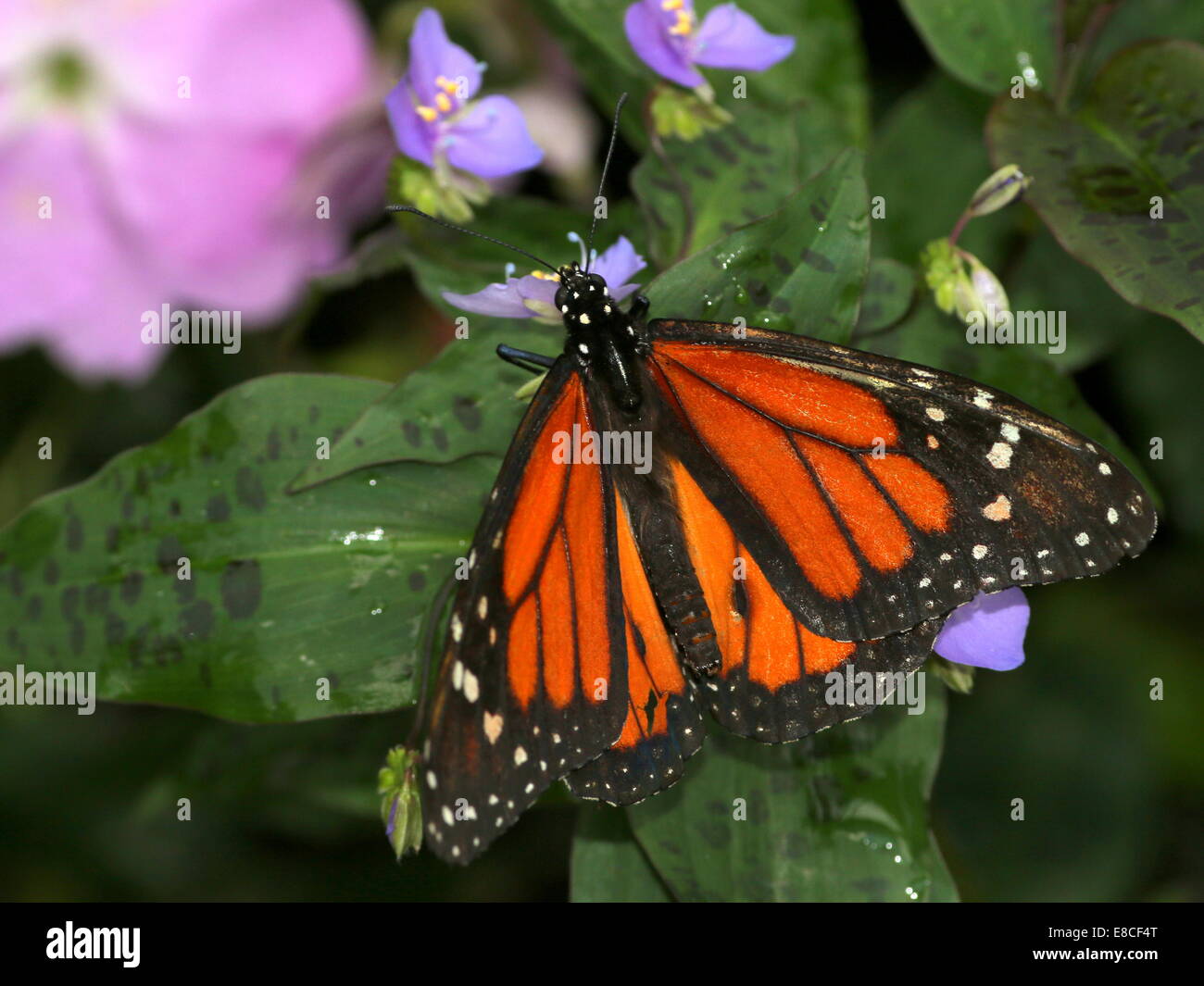 Female American Monarch butterfly (Danaus plexippus) foraging on a ...