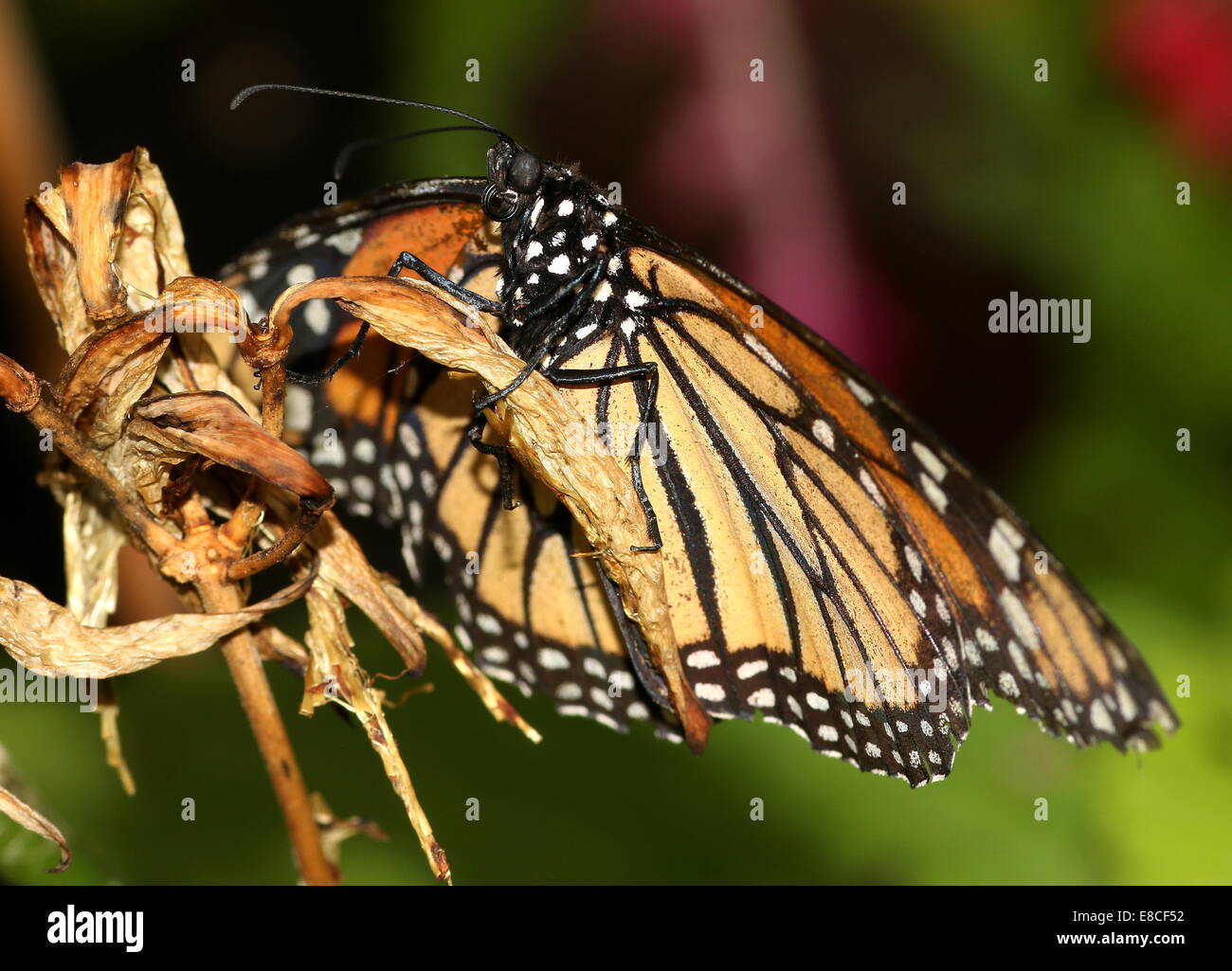 Male American Monarch butterfly (Danaus plexippus) frontal pose close ...