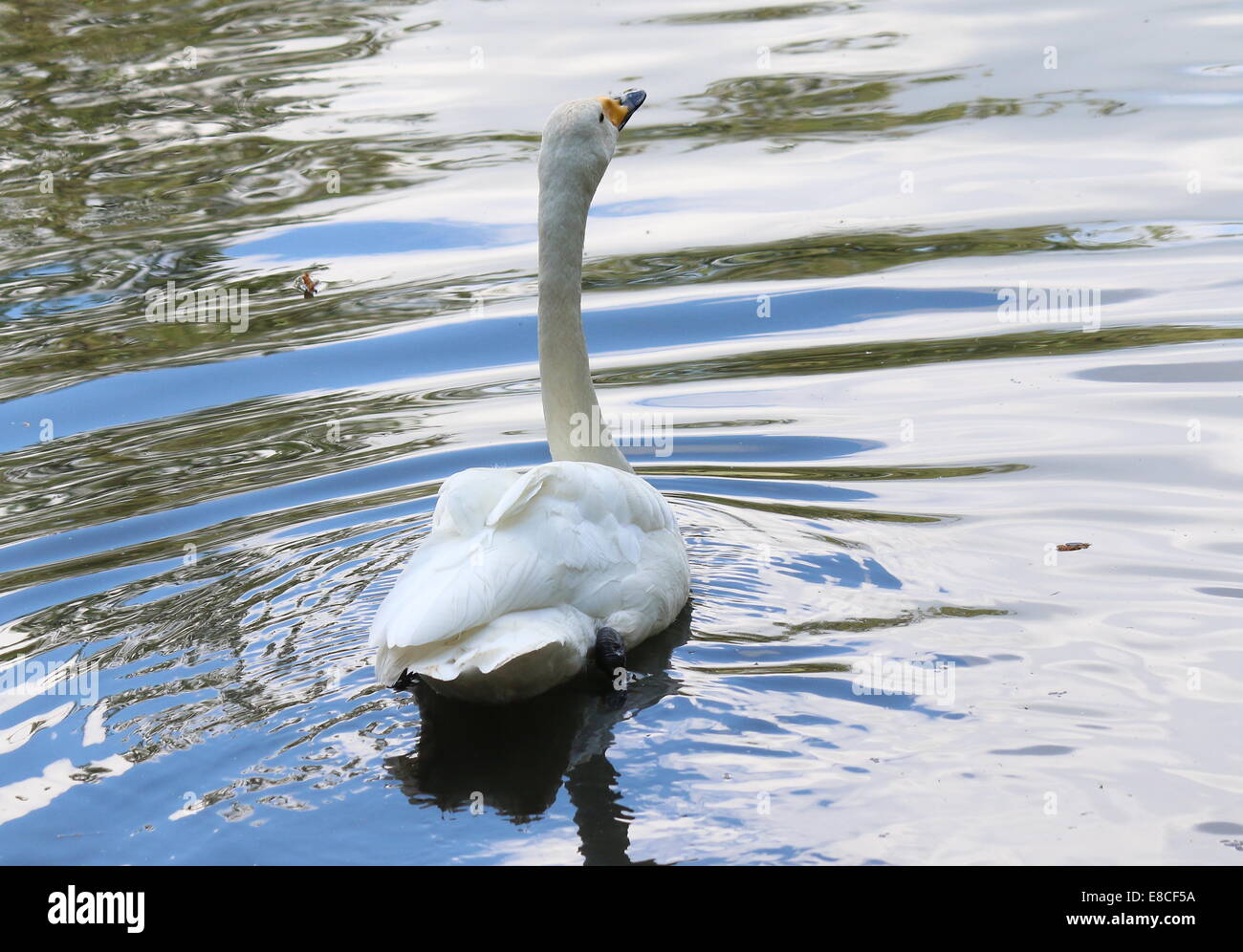 Swan swimming away up water hi-res stock photography and images - Alamy