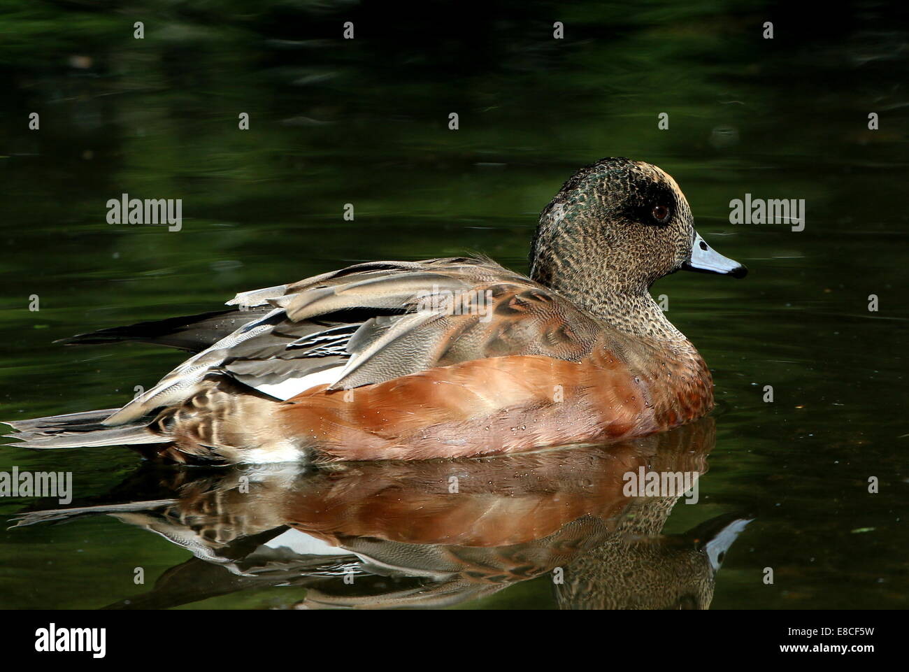 American wigeon species duck hi-res stock photography and images - Alamy