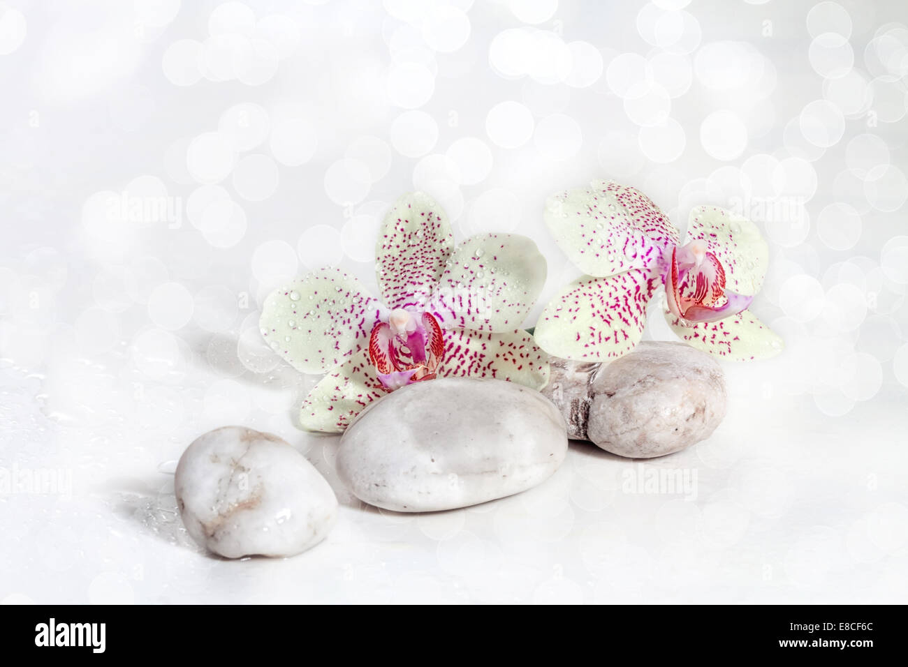 orchid and zen Stones on a white background Stock Photo - Alamy