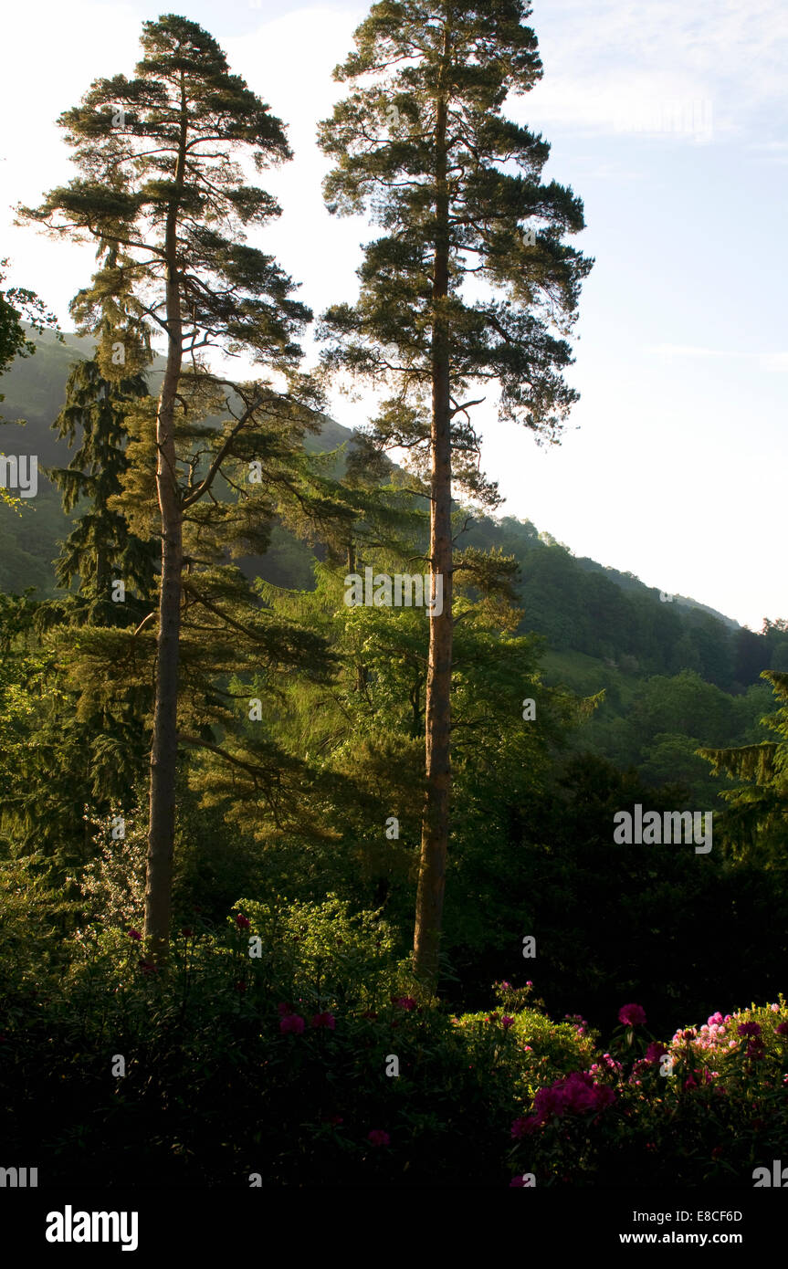 Two upright sun drenched pine trees set amidst Lake District Cumbria UK ...