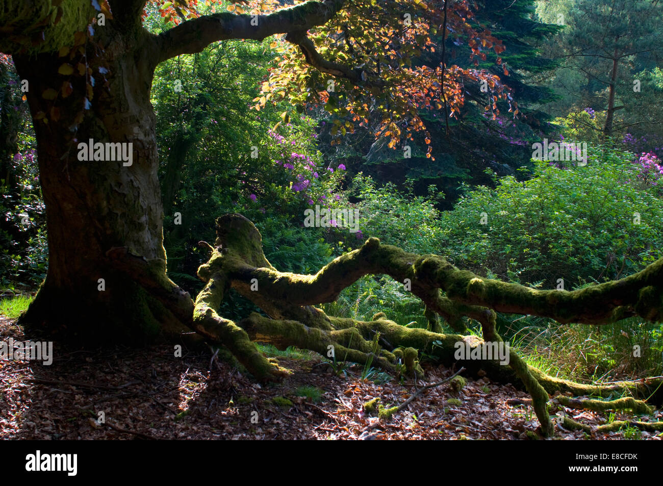 Copper beech tree hi-res stock photography and images - Alamy