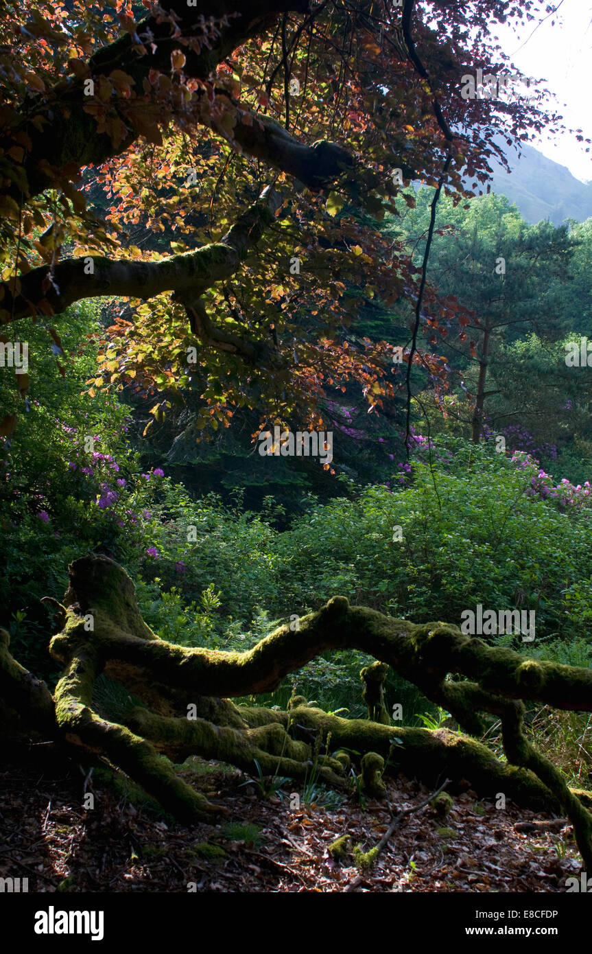Copper beech tree hi-res stock photography and images - Alamy