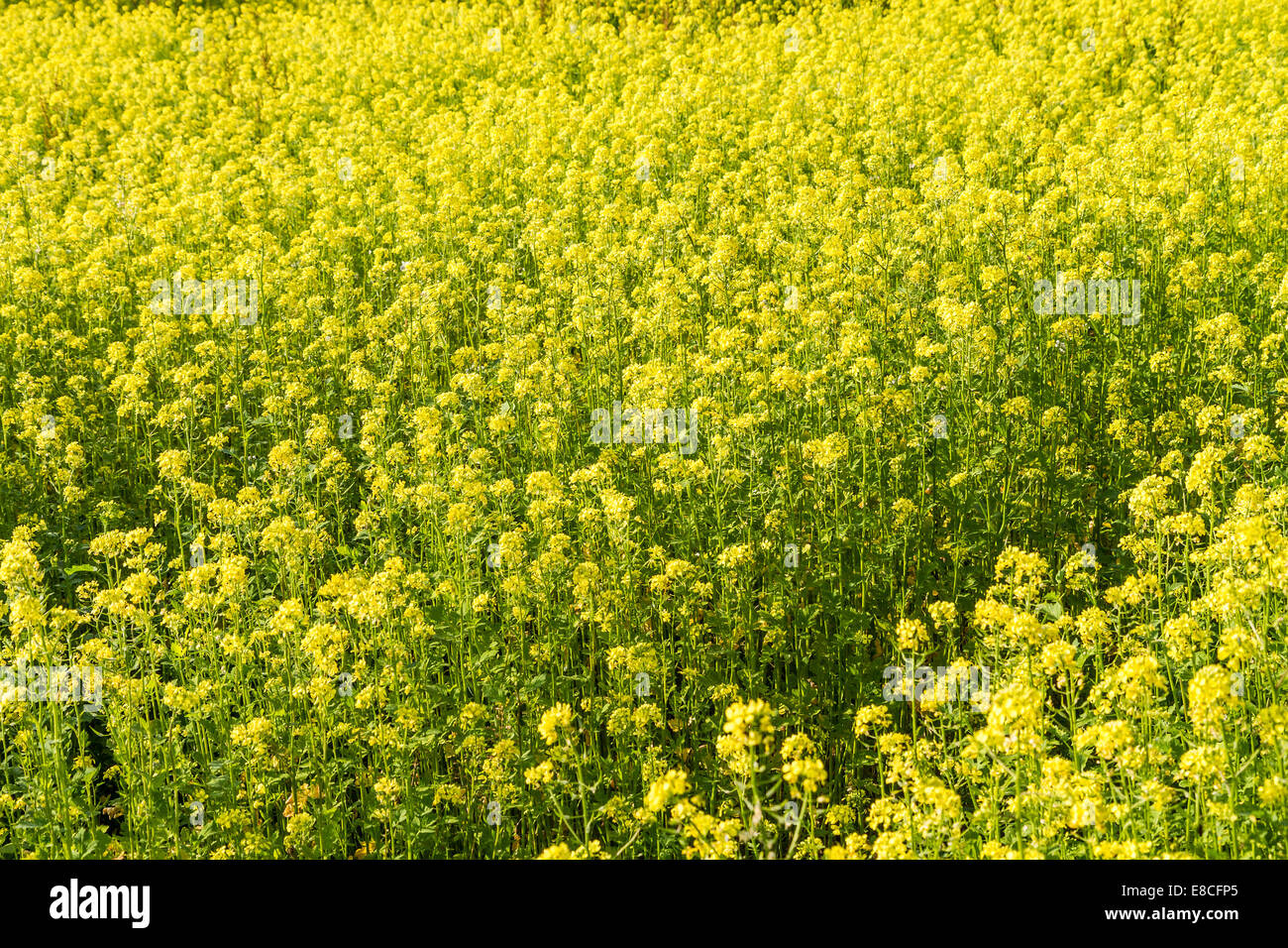 Rapeseed farmer hi-res stock photography and images - Alamy