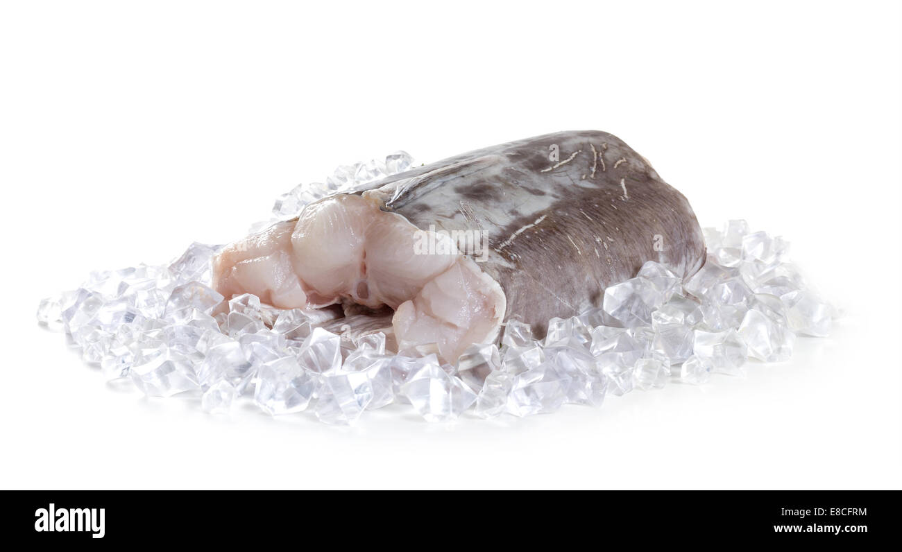 Eel anguilla Cut Out Stock Images & Pictures - Alamy